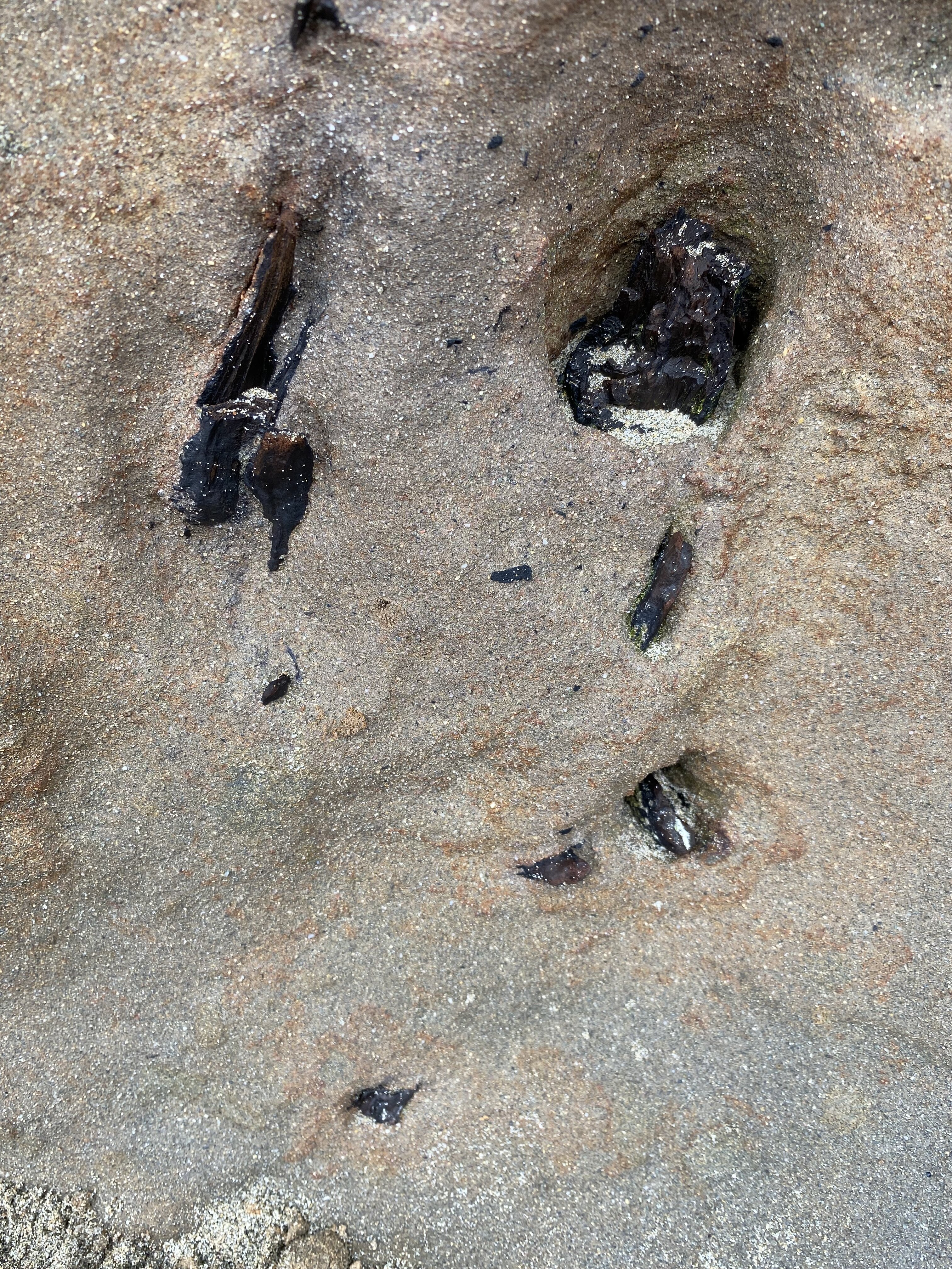 is this really a fossil? - Fossil ID - The Fossil Forum