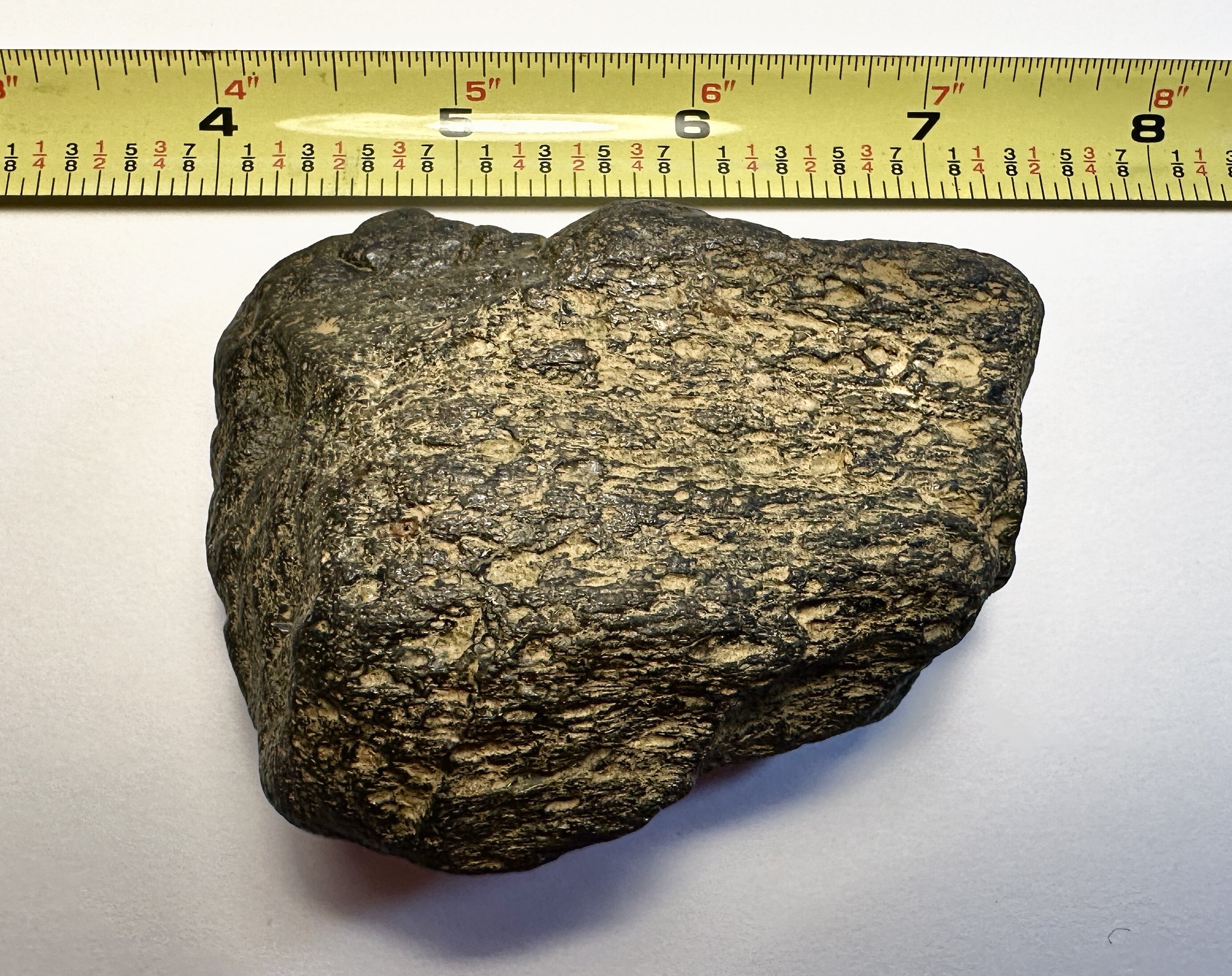 Massive Big Brook bone, possibly dinosaur? - Fossil ID - The Fossil Forum