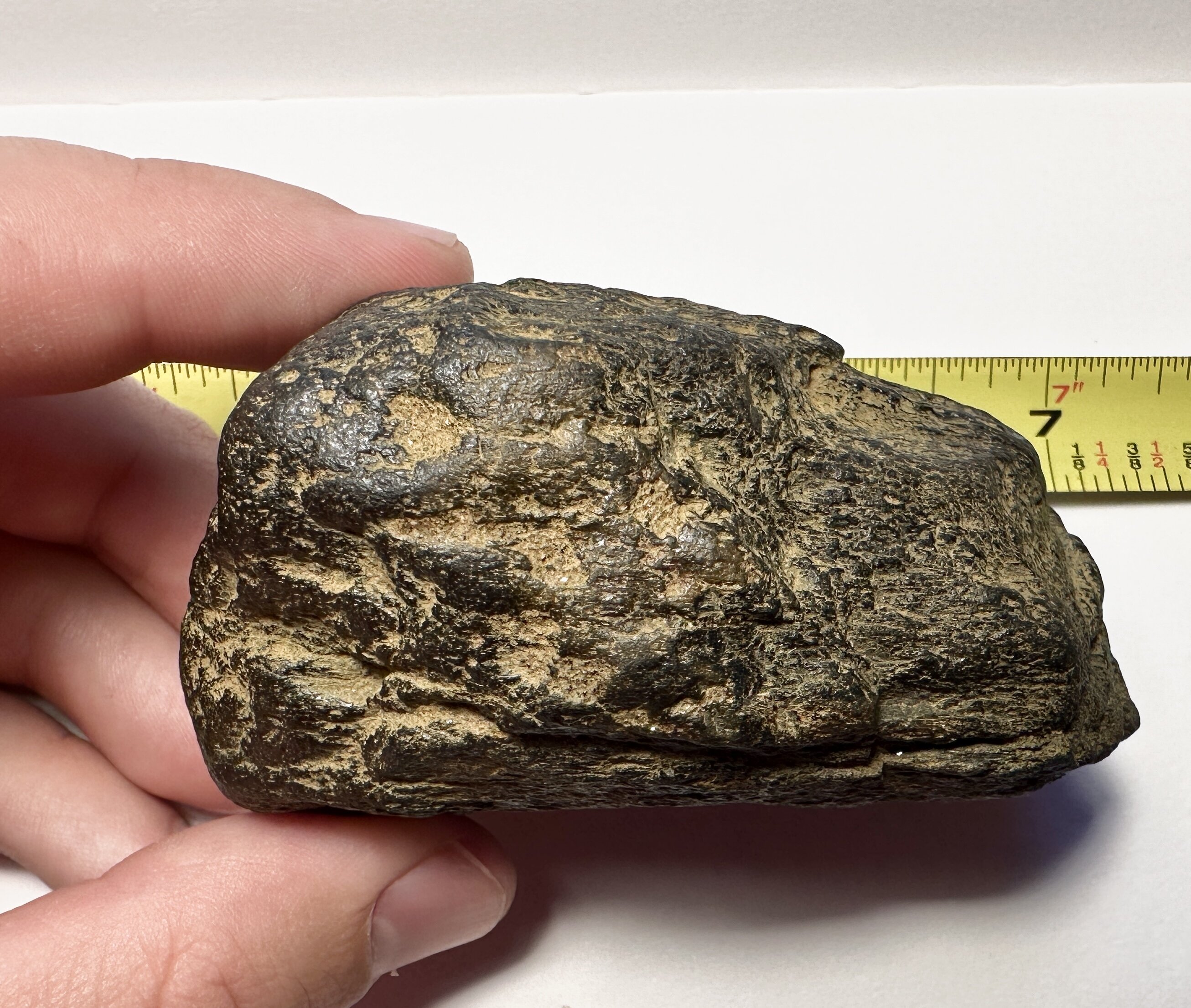 Massive Big Brook bone, possibly dinosaur? - Fossil ID - The Fossil Forum