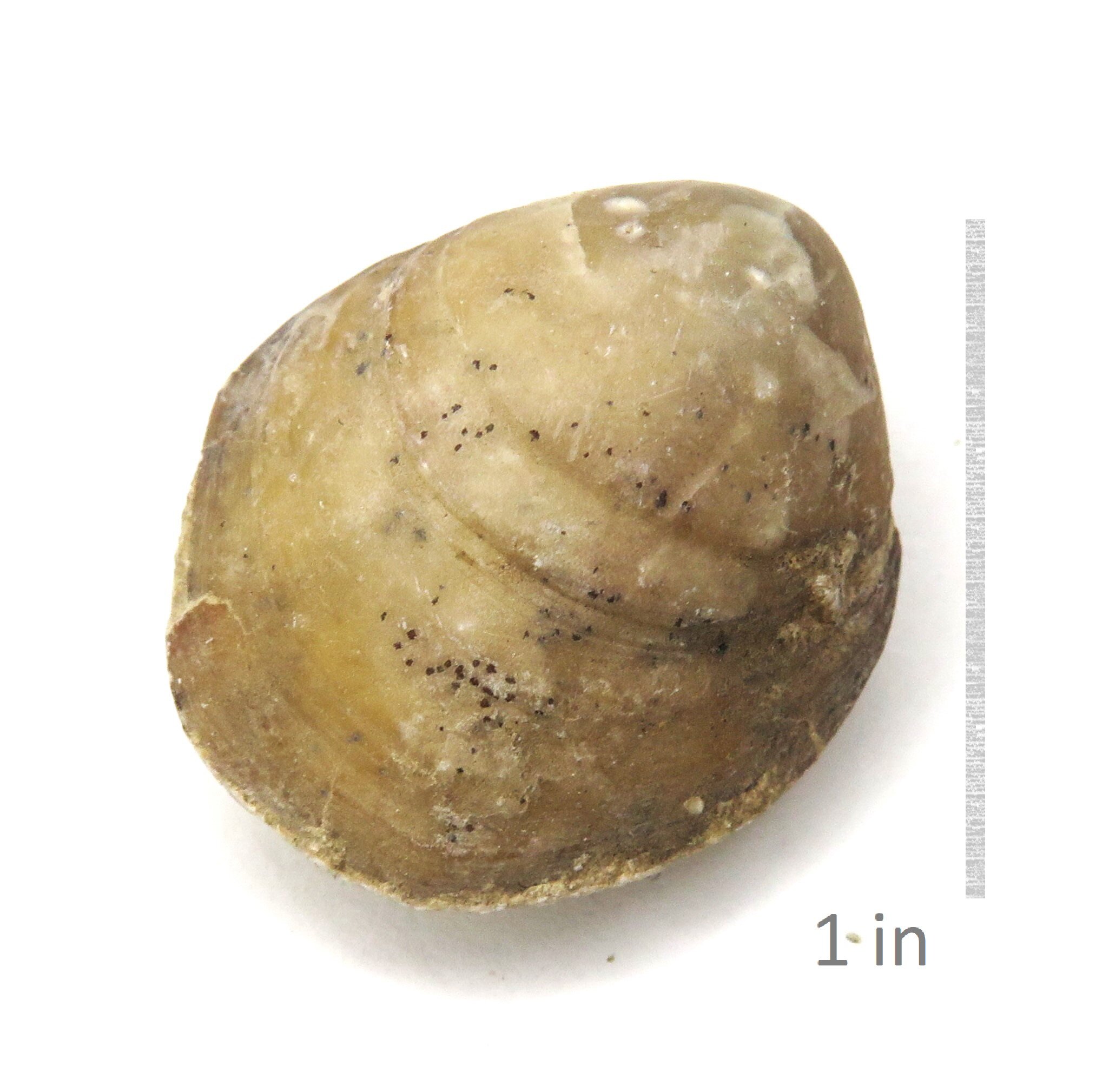 Rare-? Brachiopod, Kiamichi fm., DFW area of Texas - Fossil ID - The ...