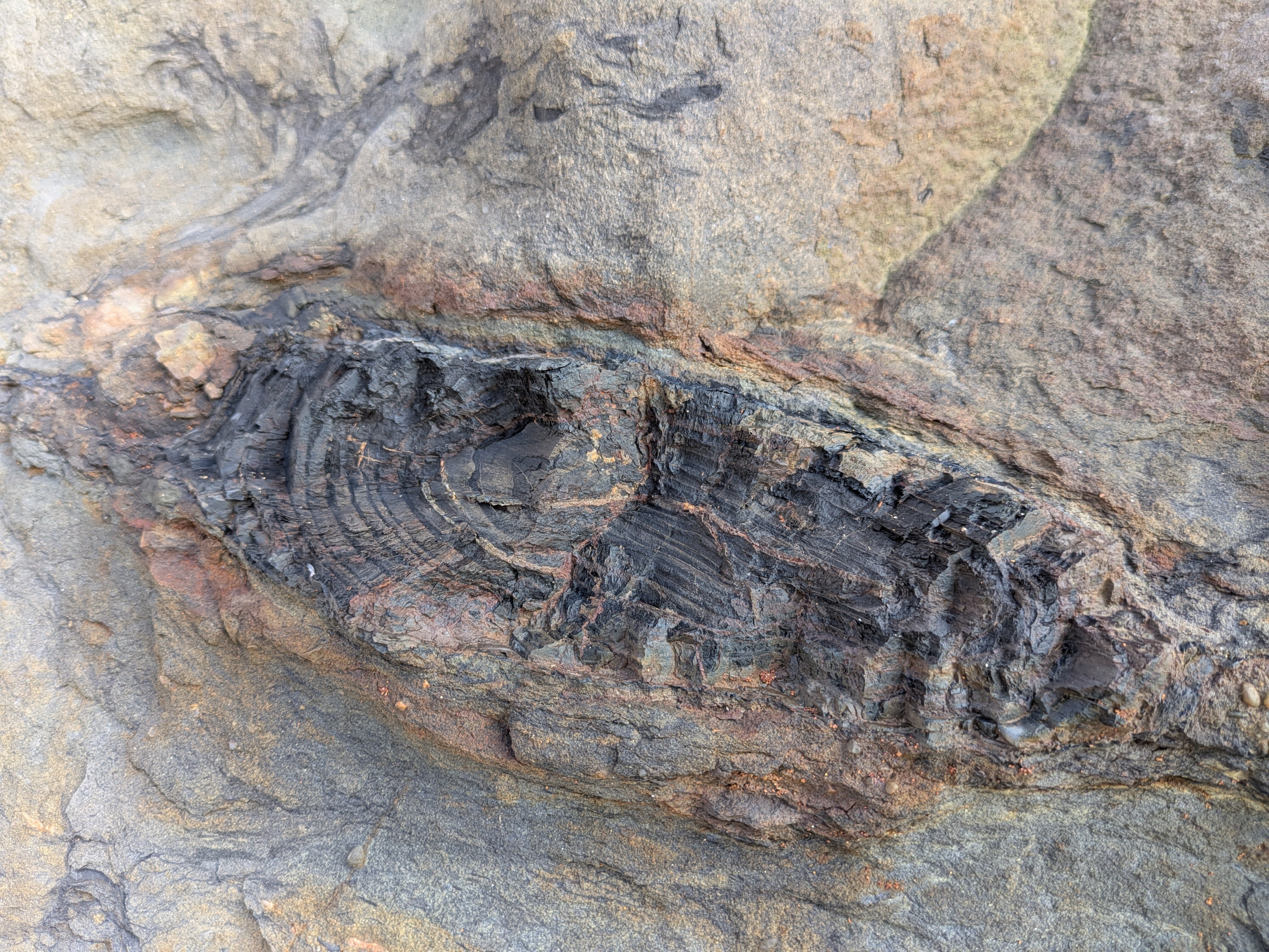 South Coast NSW, Australia fossils - Fossil ID - The Fossil Forum
