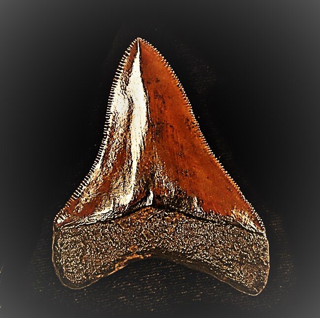 Where was this red Megalodon tooth found? - Fossil ID - The Fossil Forum