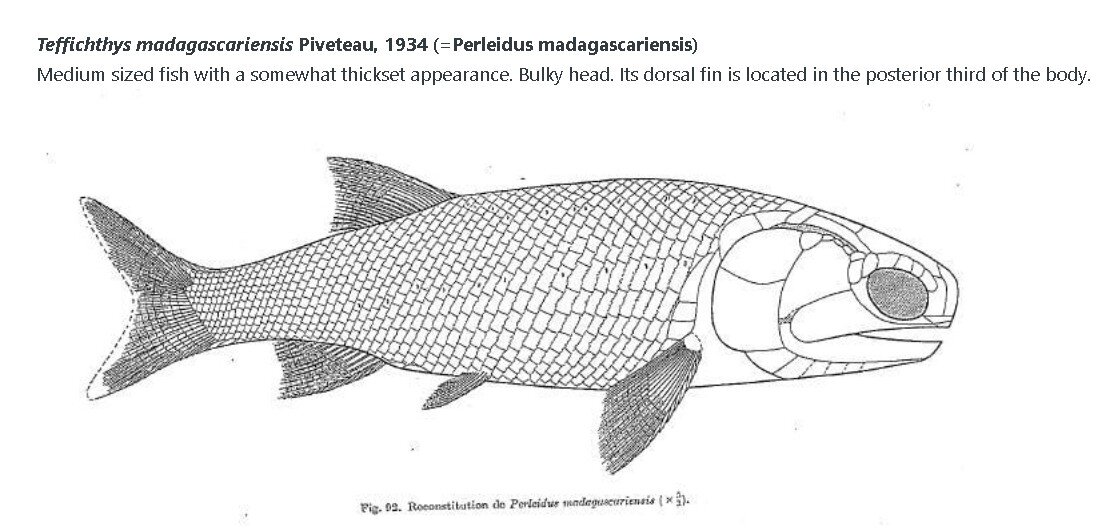 Madagascar fish - Is It Real? How to Recognize Fossil Fabrications ...