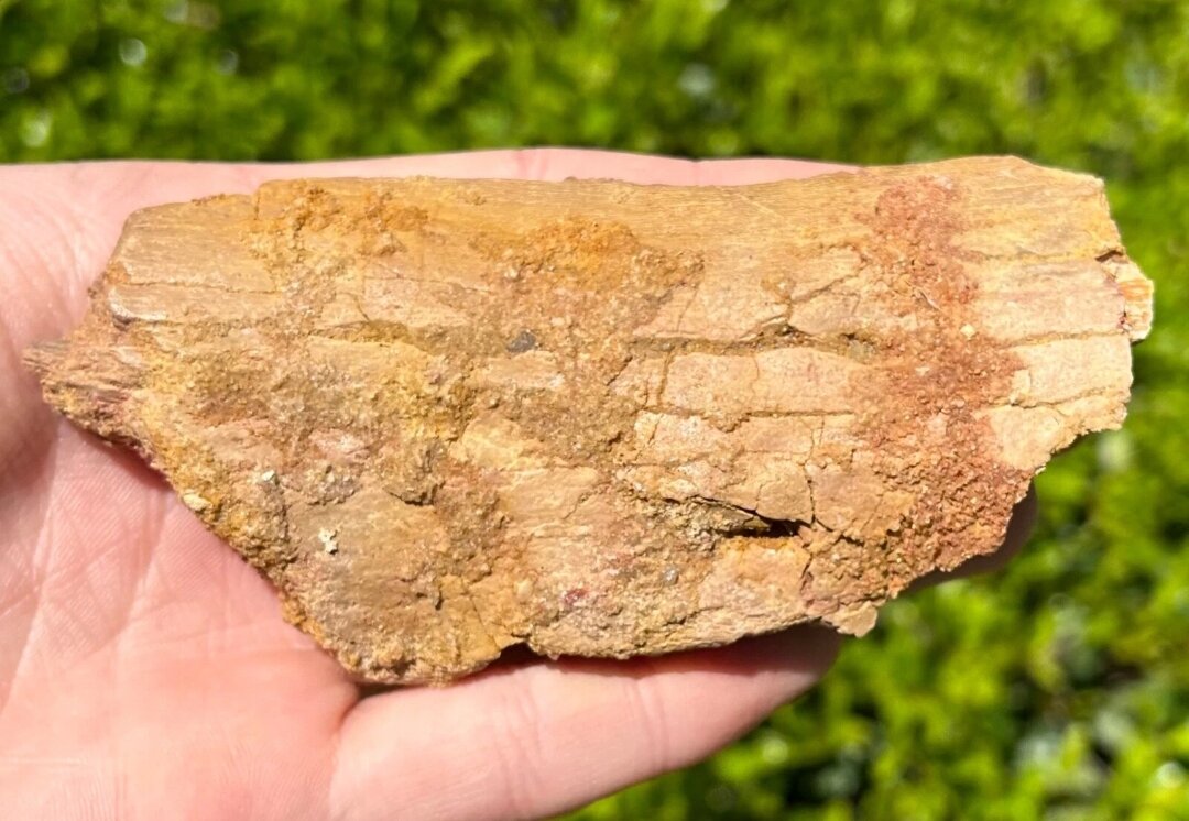 Spinosaurus jaw section ? - Fossil ID - The Fossil Forum