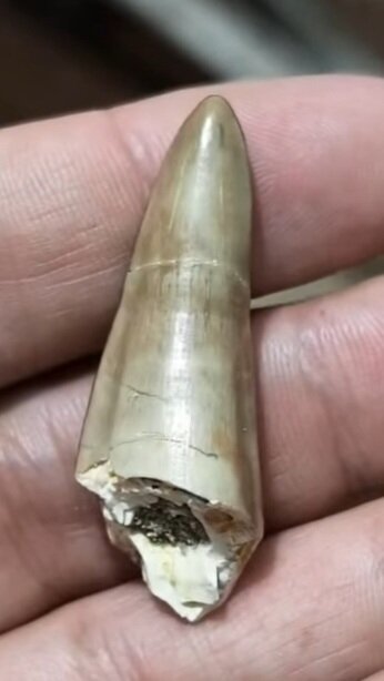 Possible Khinjaria tooth? - Fossil ID - The Fossil Forum