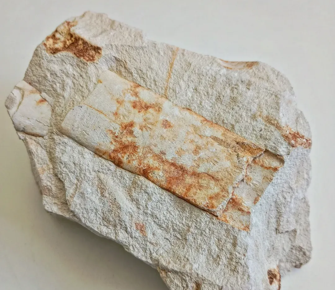 Baculites? - Fossil ID - The Fossil Forum