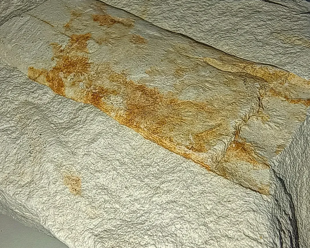 Baculites? - Fossil ID - The Fossil Forum