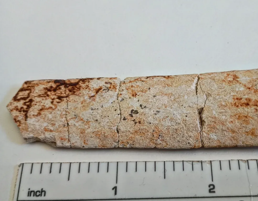 Baculites? - Fossil ID - The Fossil Forum