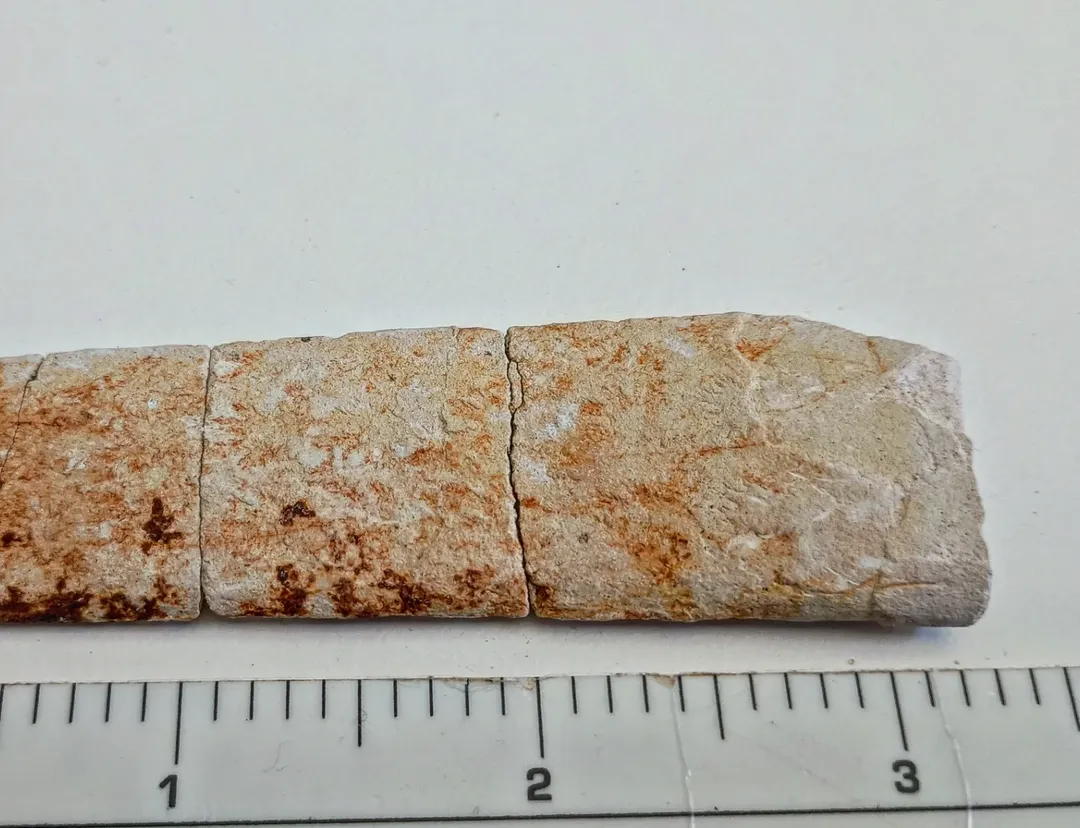 Baculites? - Fossil ID - The Fossil Forum