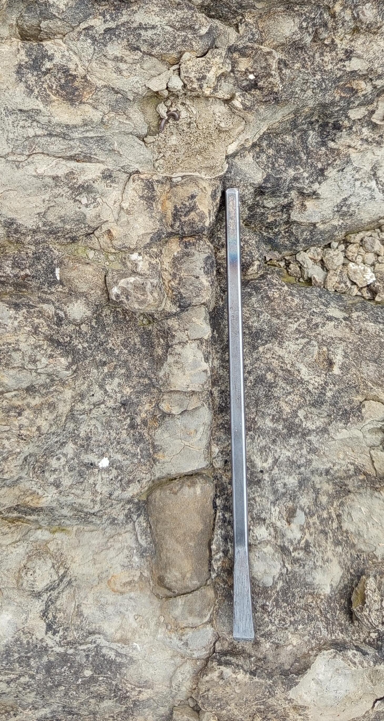 Ichnofossil? Rock? - Fossil ID - The Fossil Forum
