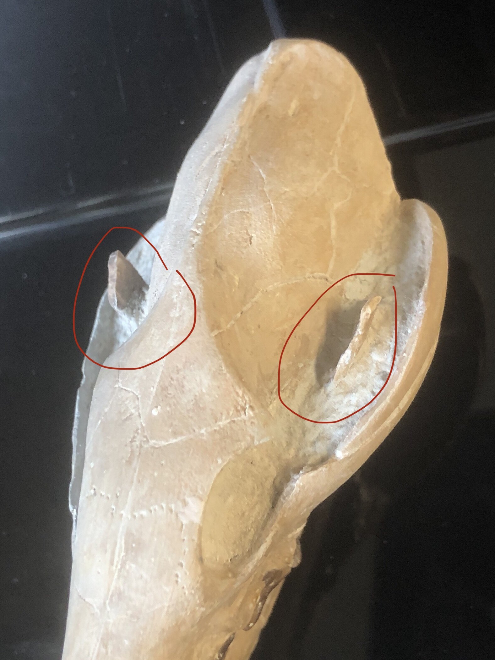 Weird "ears" on a Hesperocyon skull - Fossil ID - The Fossil Forum