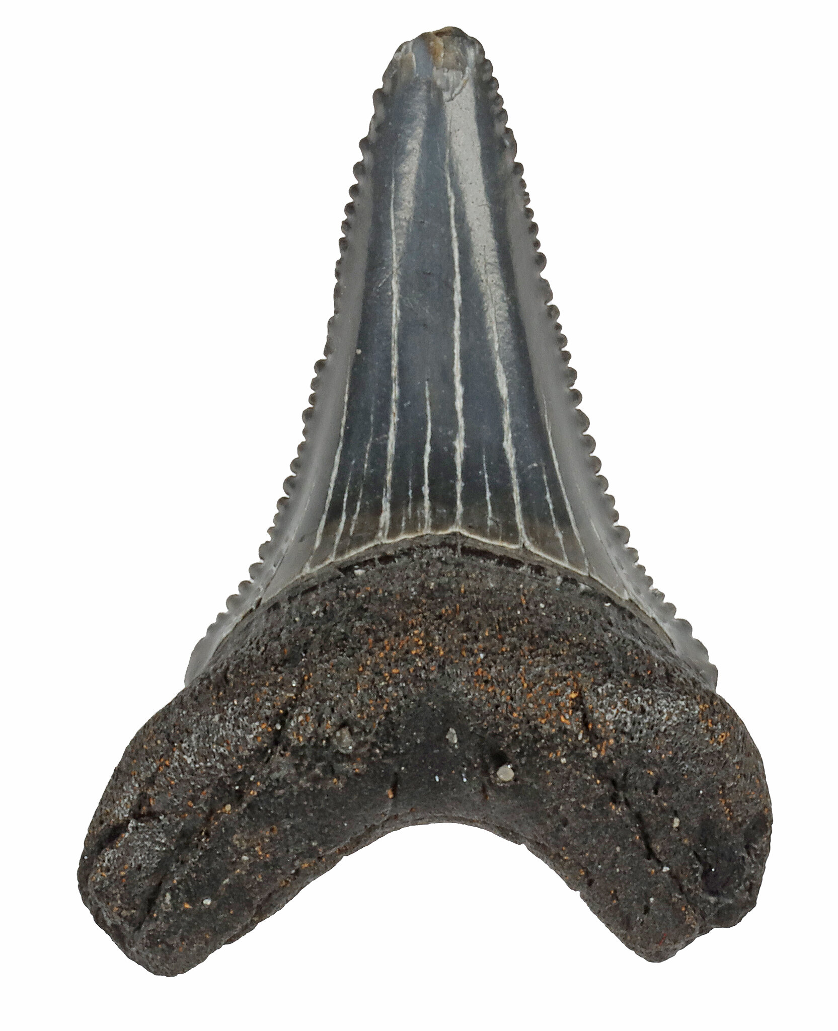 Great white (C. carcharias) fossil - is it an upper or lower tooth ...