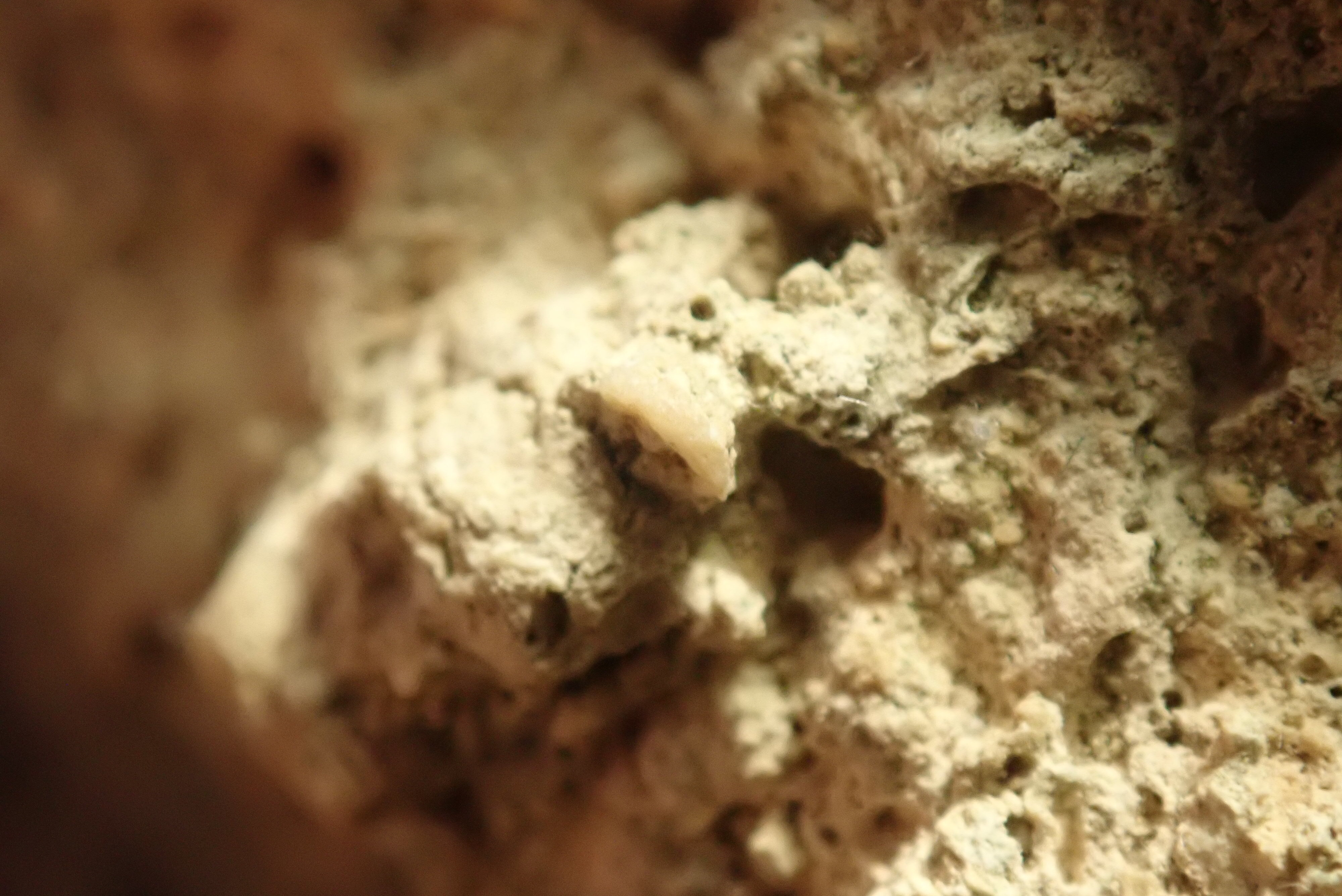Fiji Fossil ID - Fossil ID - The Fossil Forum