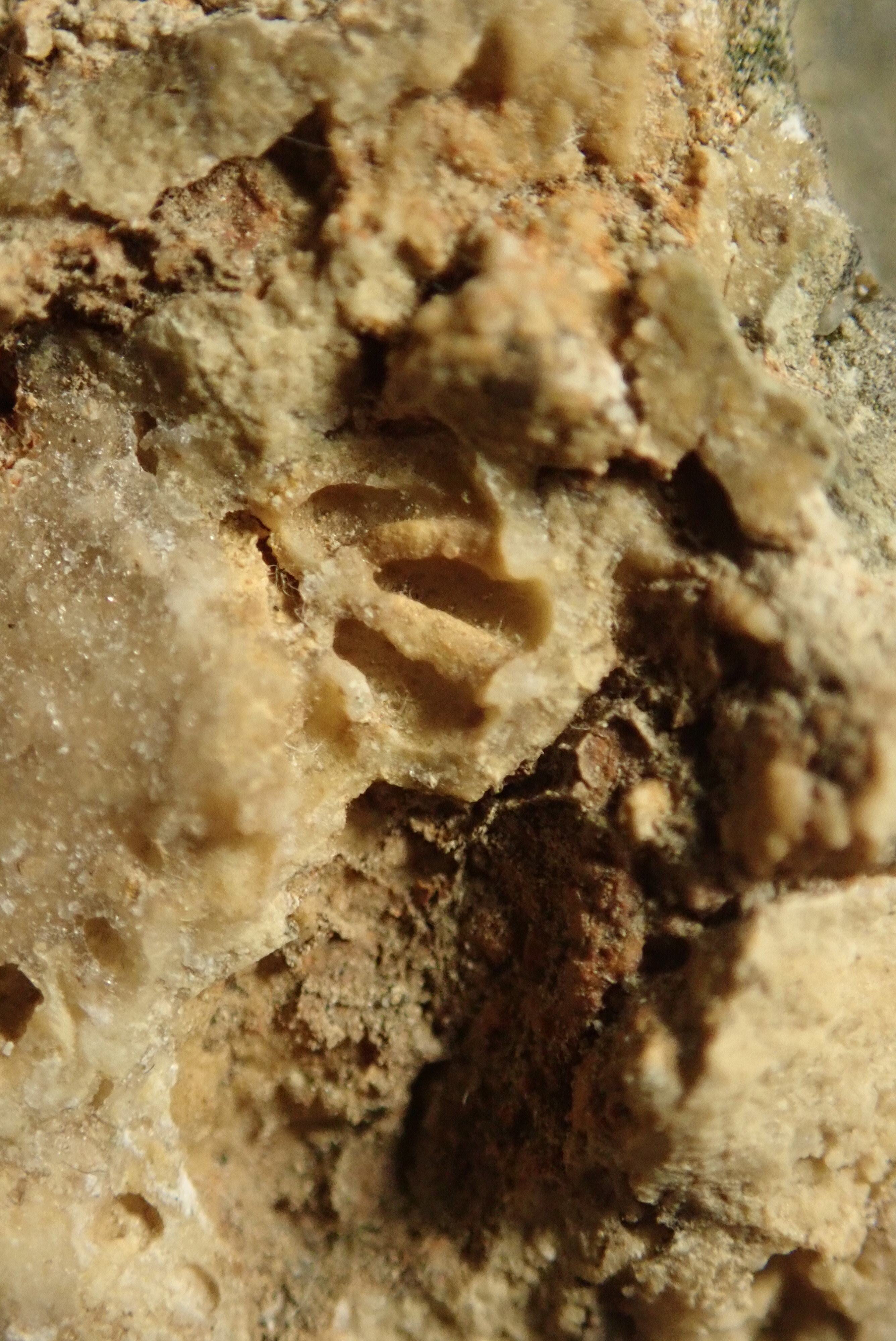 Fiji Fossil ID - Fossil ID - The Fossil Forum