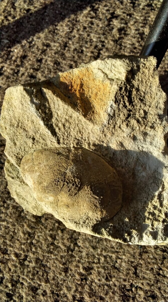 Upper greensand micraster. - Echinoderms - The Fossil Forum