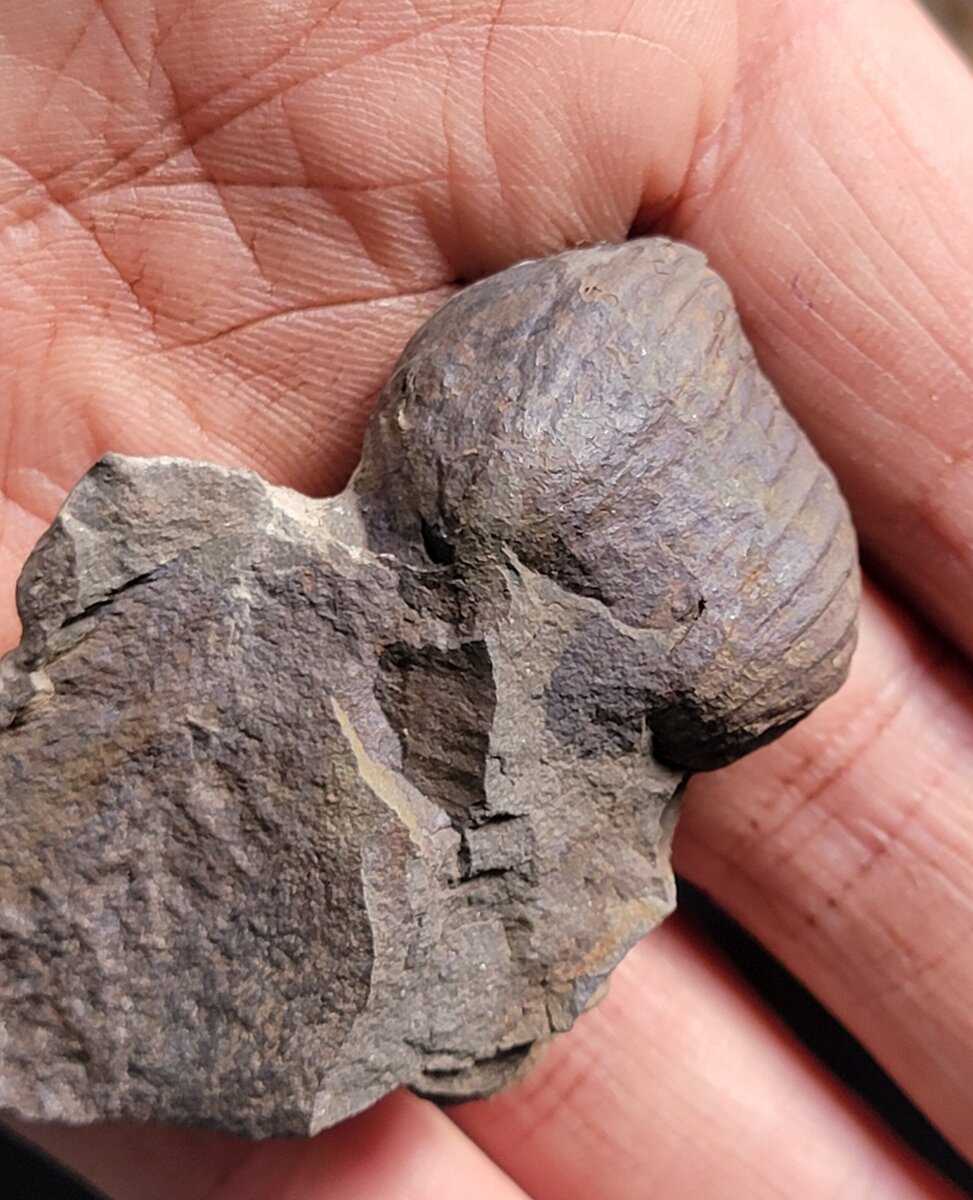 Dipleura dekayi - Devonian - The Fossil Forum