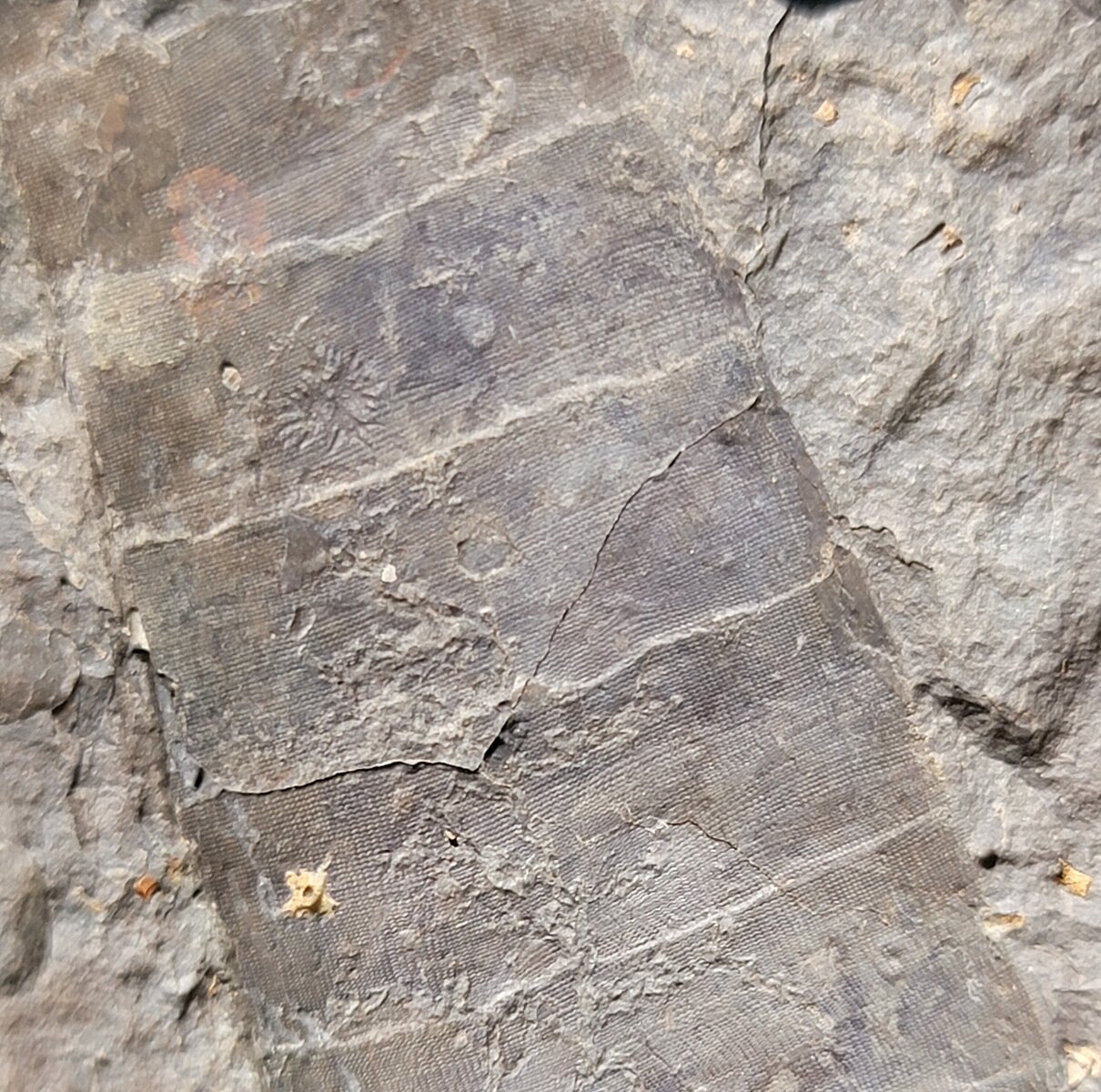 Perissodactyls (Odd-toed Ungulates) - The Fossil Forum