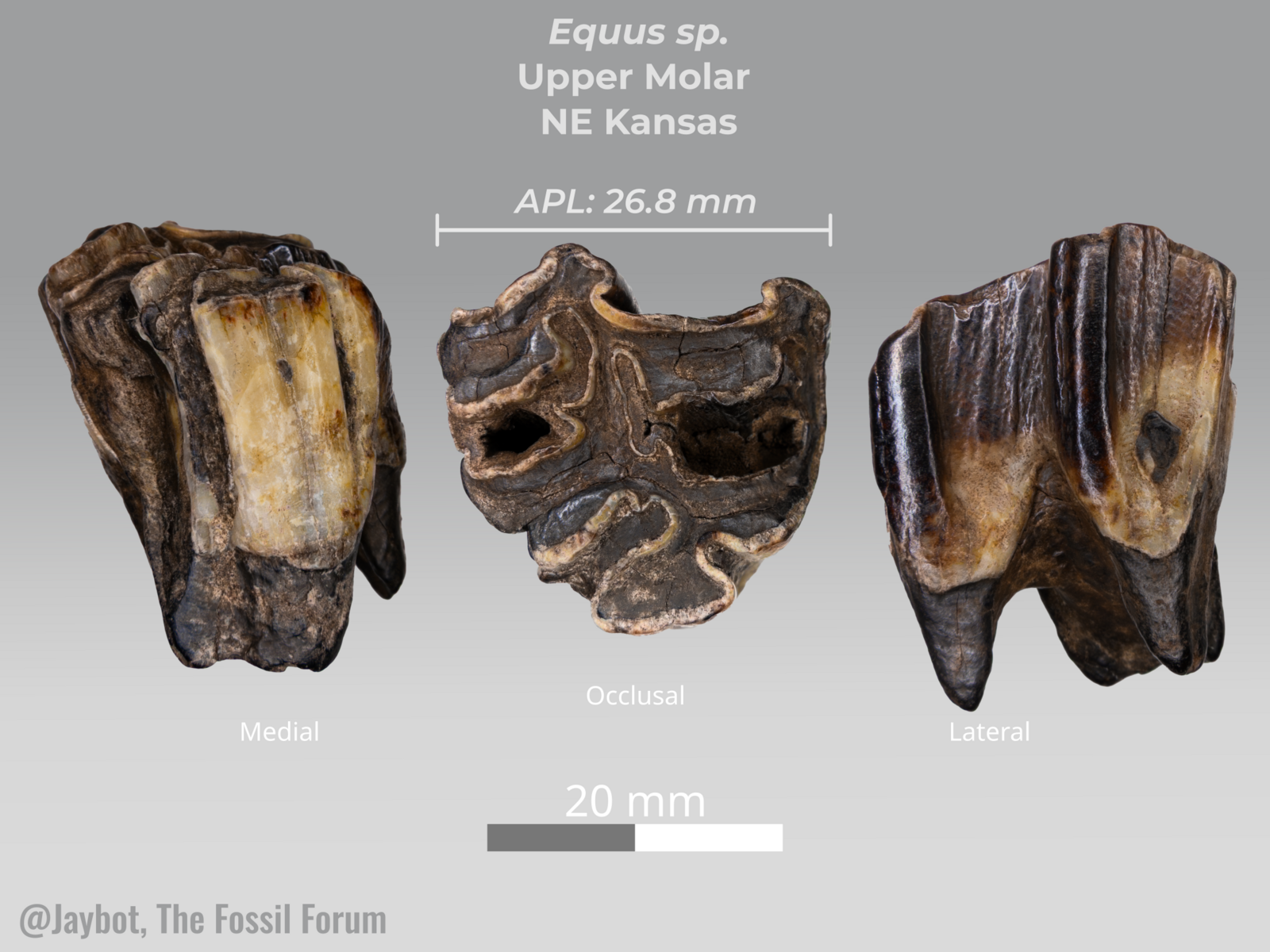 Equus sp. - Member Collections - The Fossil Forum