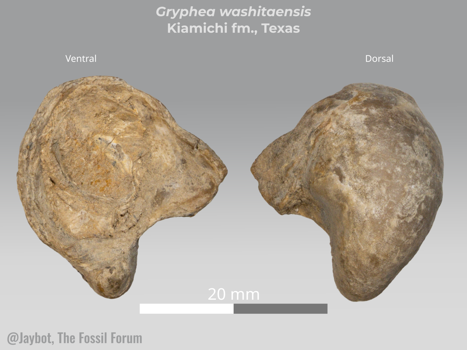 Gryphea washitaensis - Member Collections - The Fossil Forum