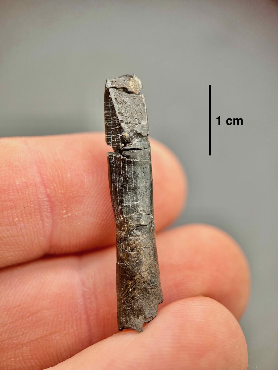 Diplodocidae indet. tooth - Member Collections - The Fossil Forum