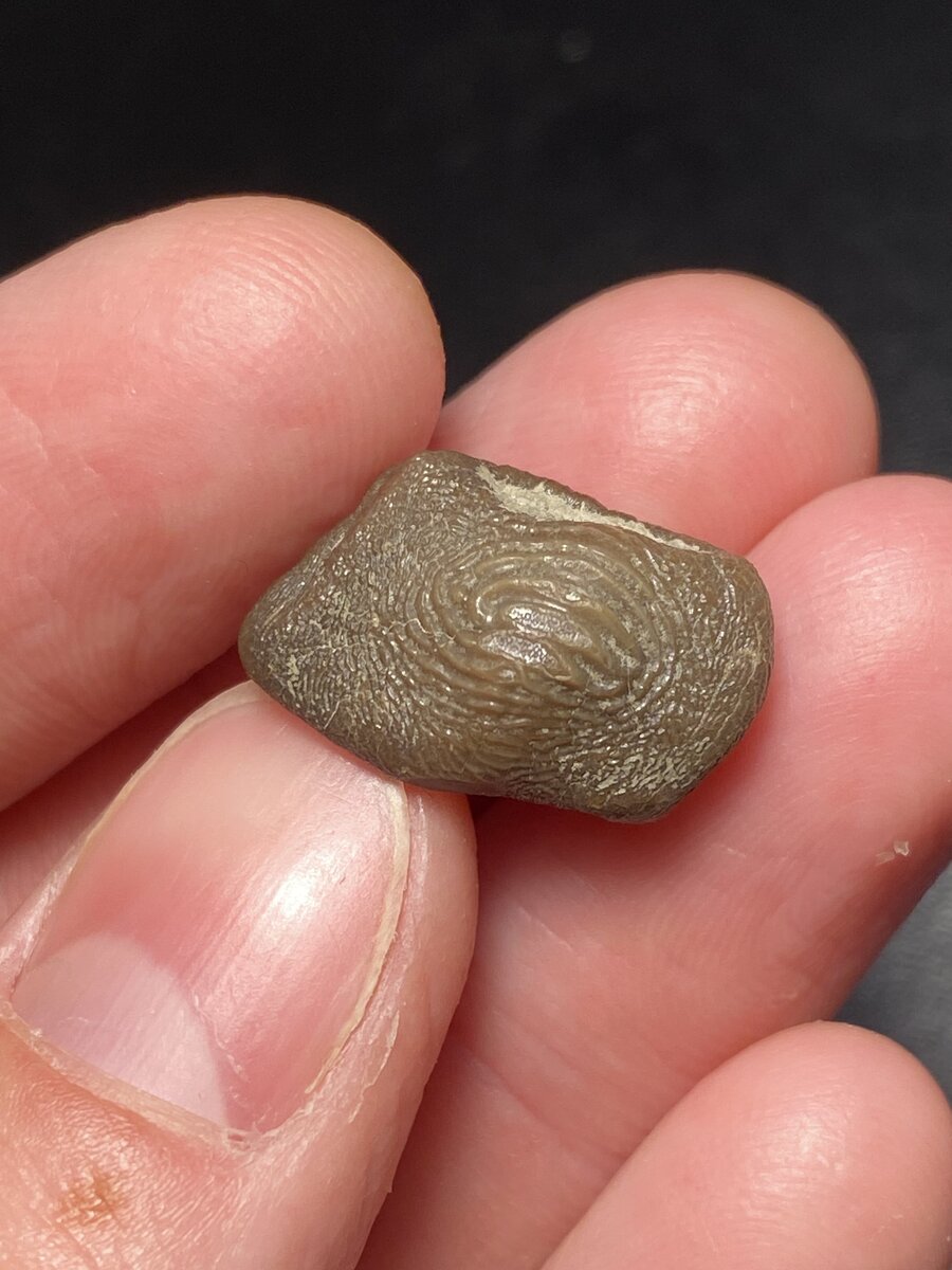 Ptychodus marginalis (lateral file) - Member Collections - The Fossil Forum