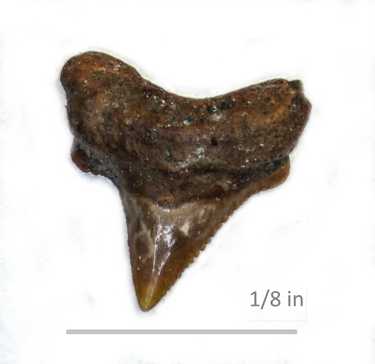 Shark Squalicorax falcatus Austin Chalk Formation - Member Collections ...