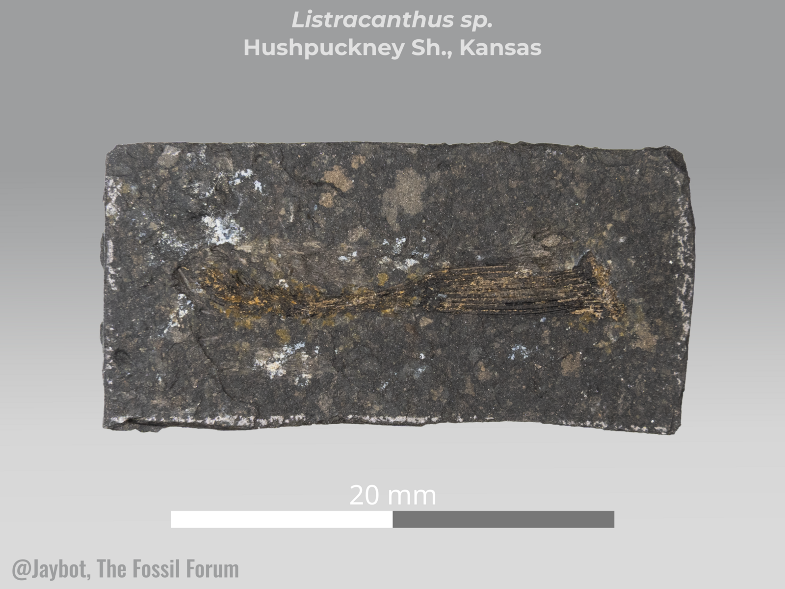 Listracanthus sp. - Member Collections - The Fossil Forum