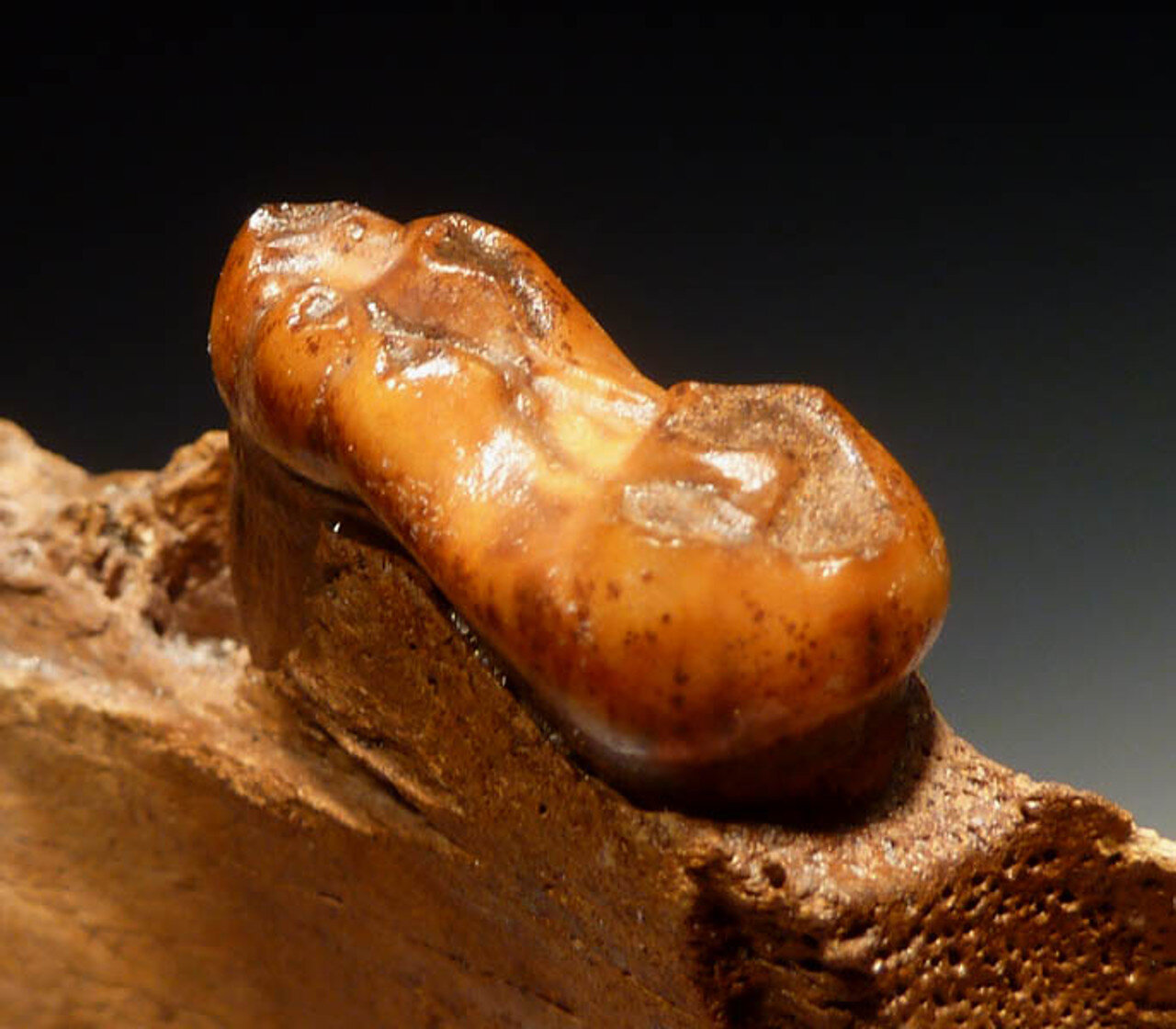 Mystery tooth? Possible Pig - Fossil ID - The Fossil Forum