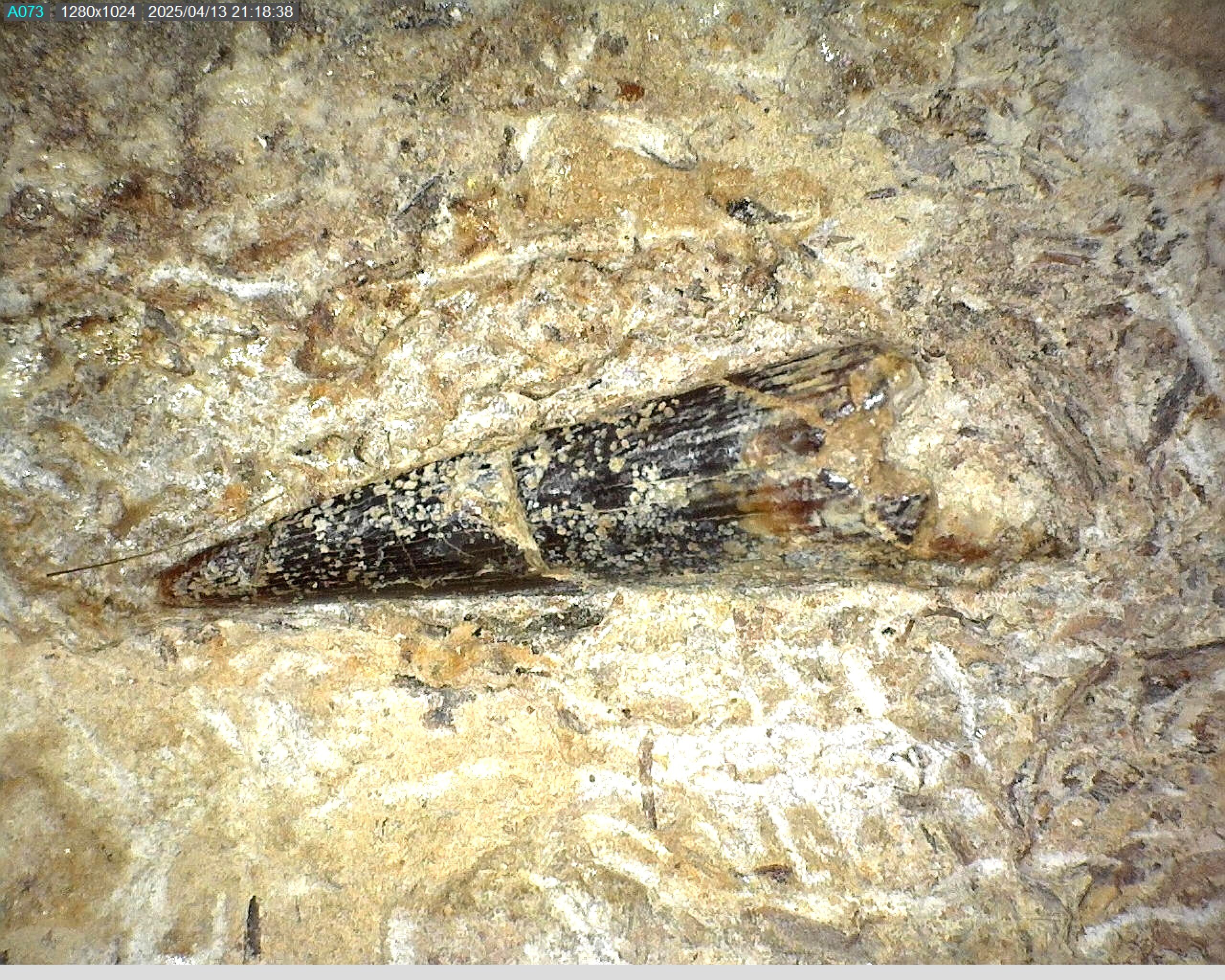 Australian Pterosaur tooth? - Fossil ID - The Fossil Forum