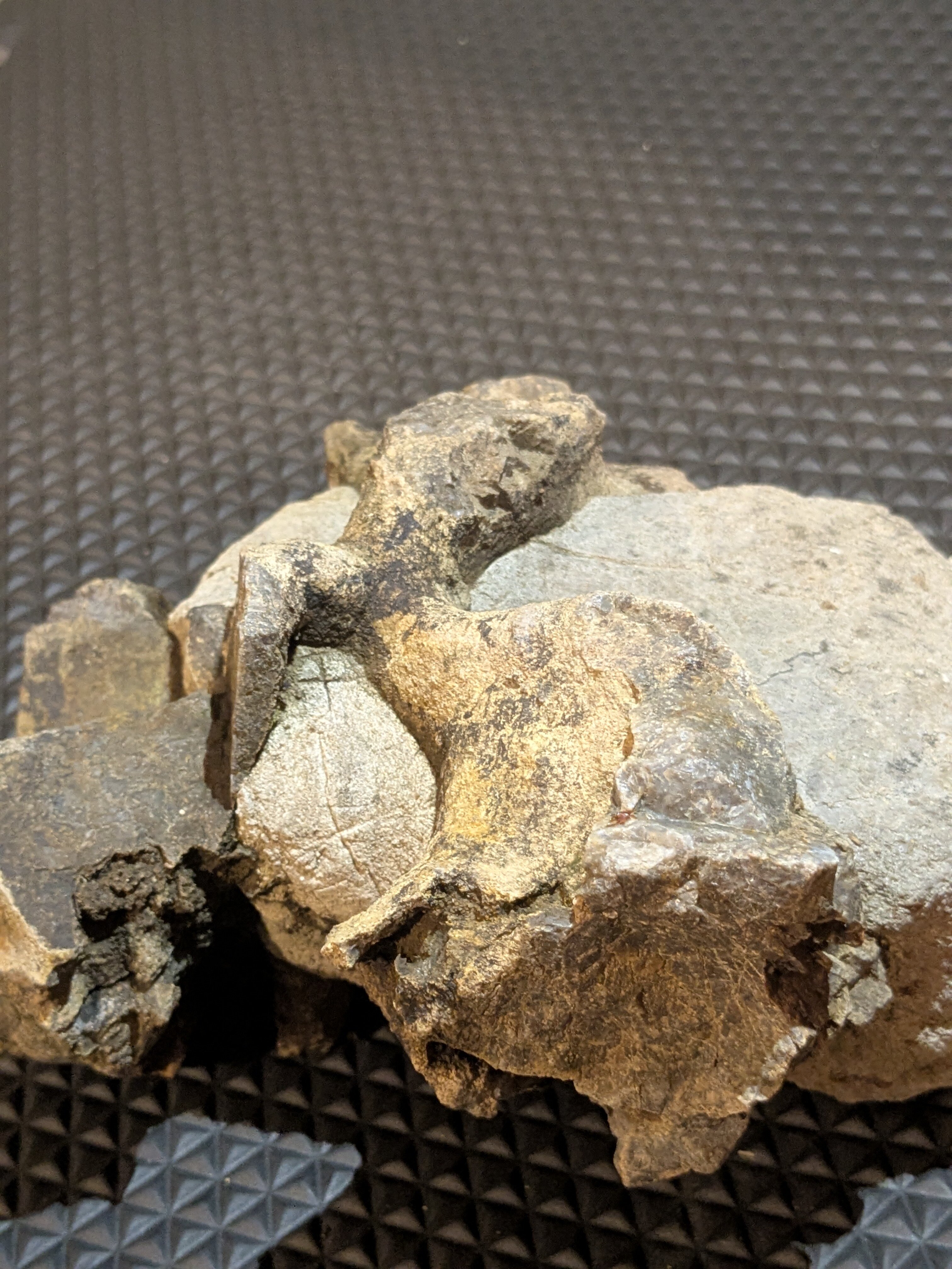 Is this a dino fossil?? - Fossil ID - The Fossil Forum