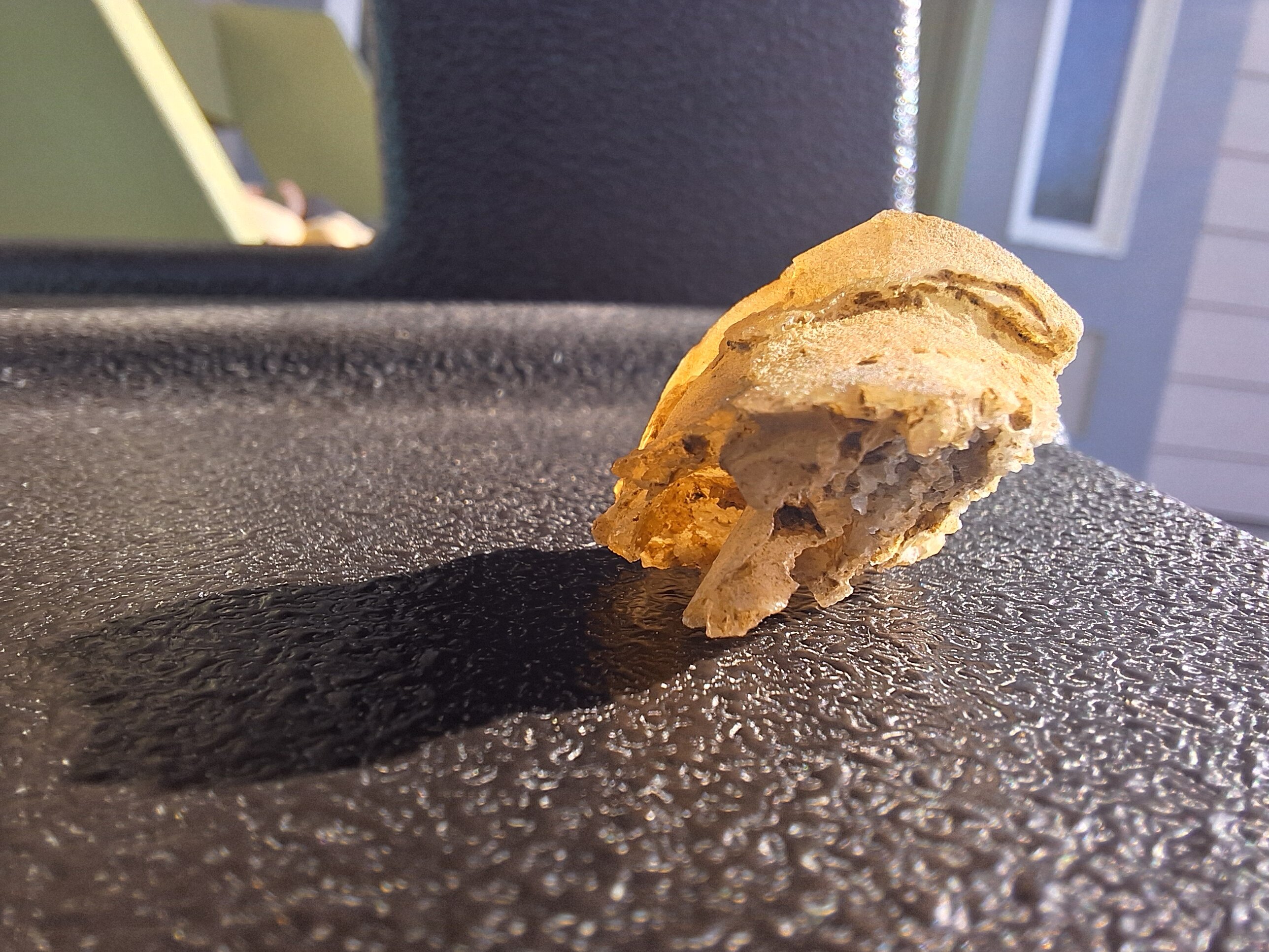 Aturia angustata fragment? - Fossil ID - The Fossil Forum