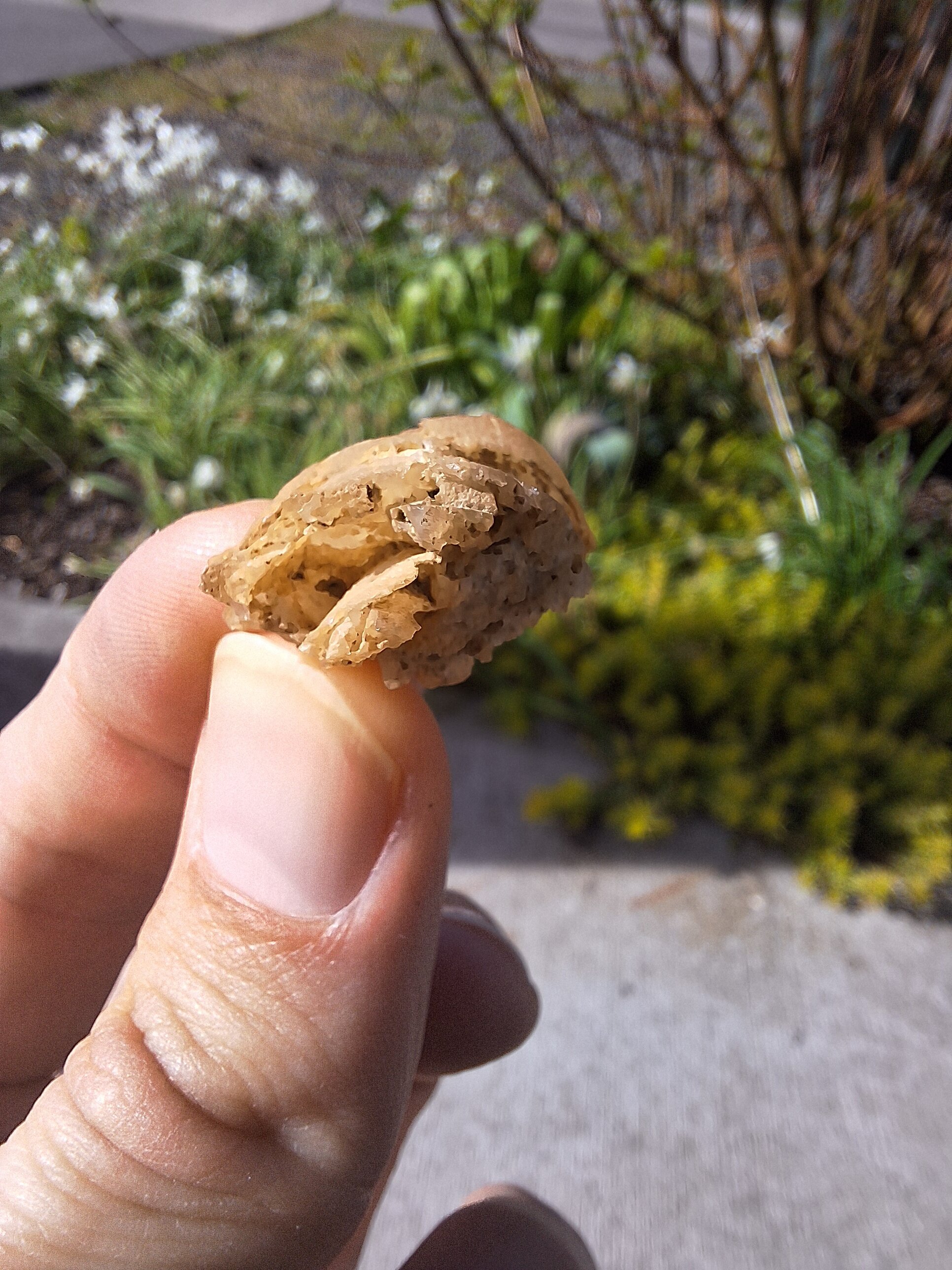 Aturia angustata fragment? - Fossil ID - The Fossil Forum
