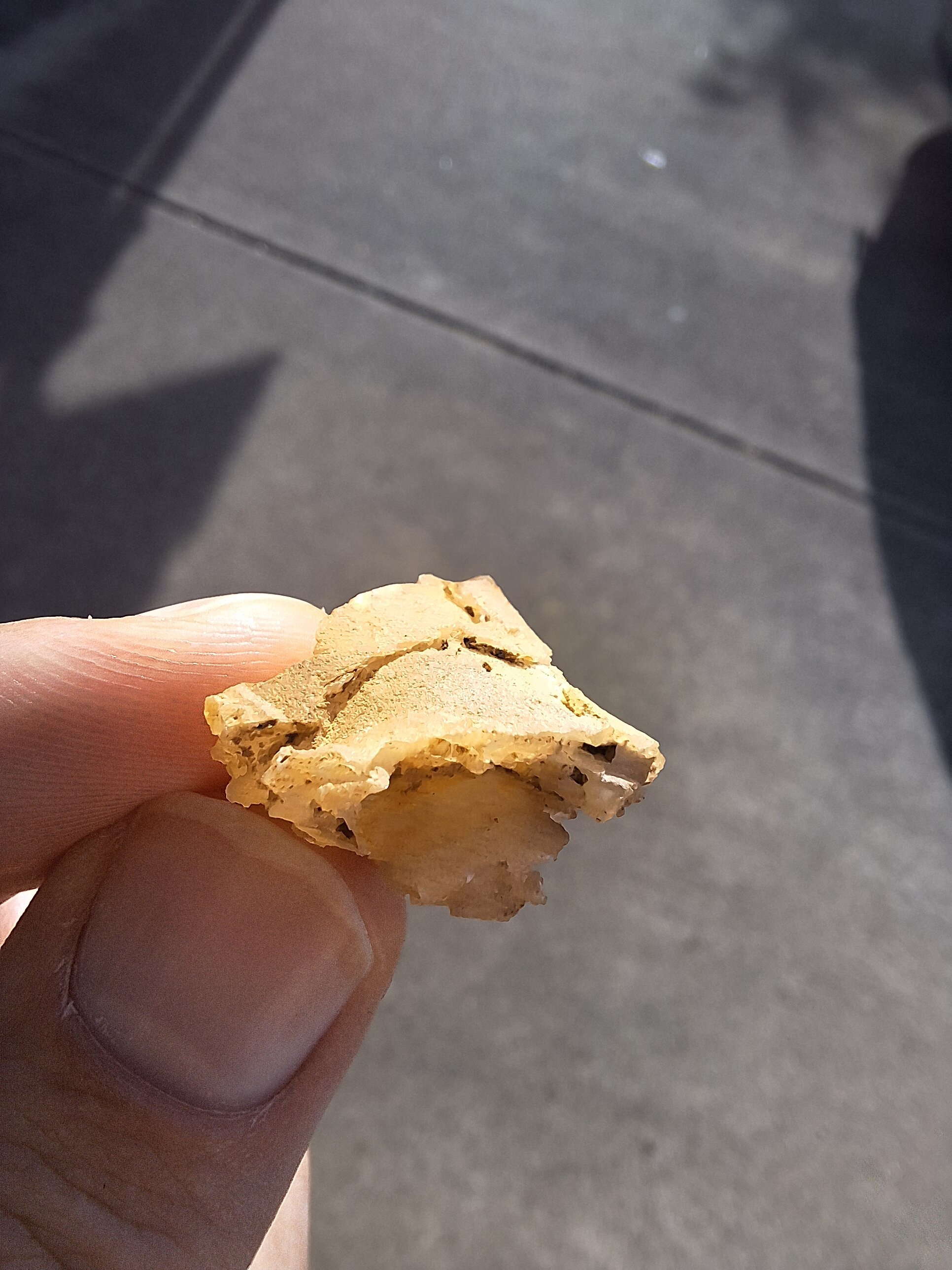 Aturia angustata fragment? - Fossil ID - The Fossil Forum
