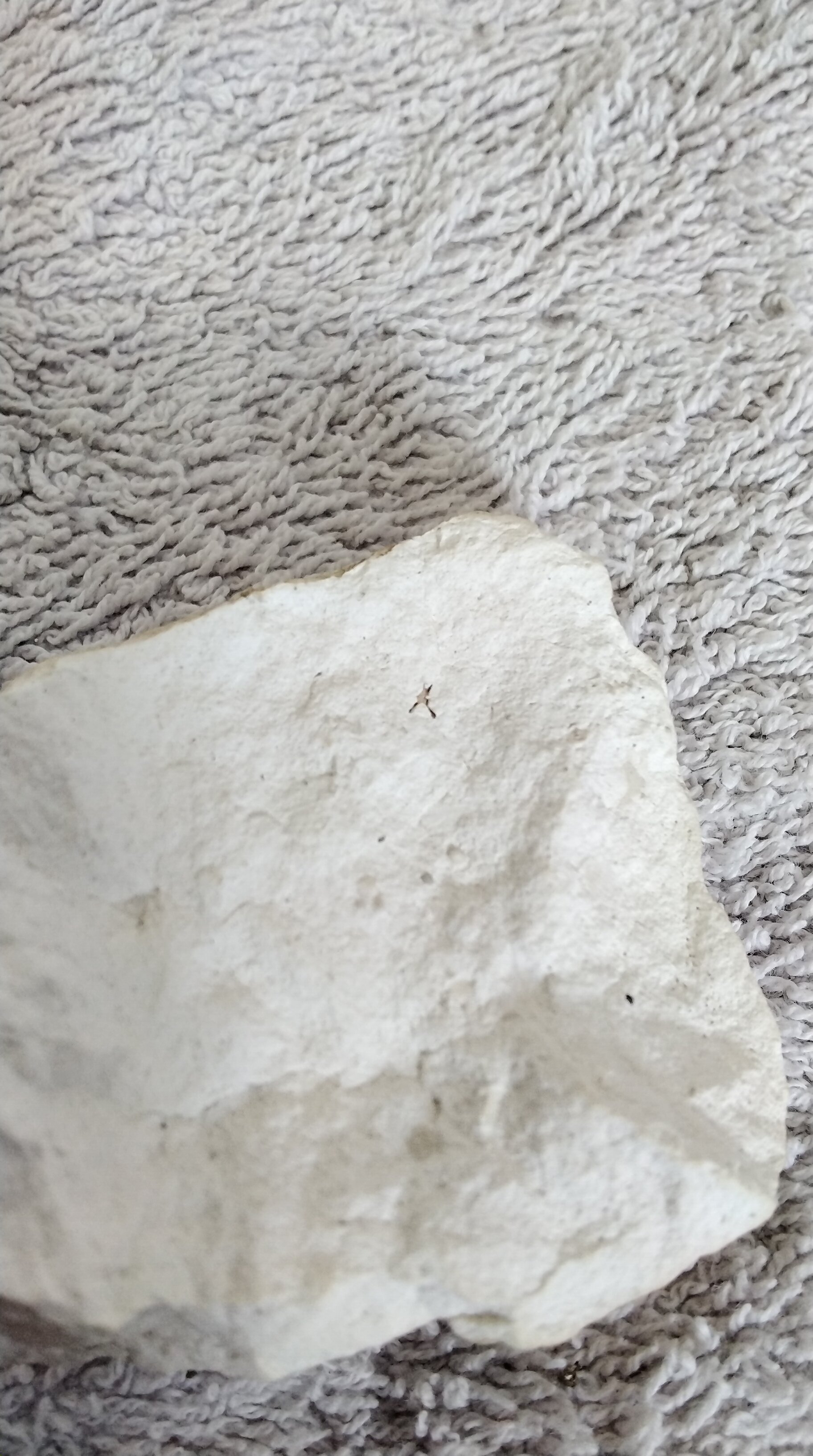 Fish bone. - Fossil ID - The Fossil Forum