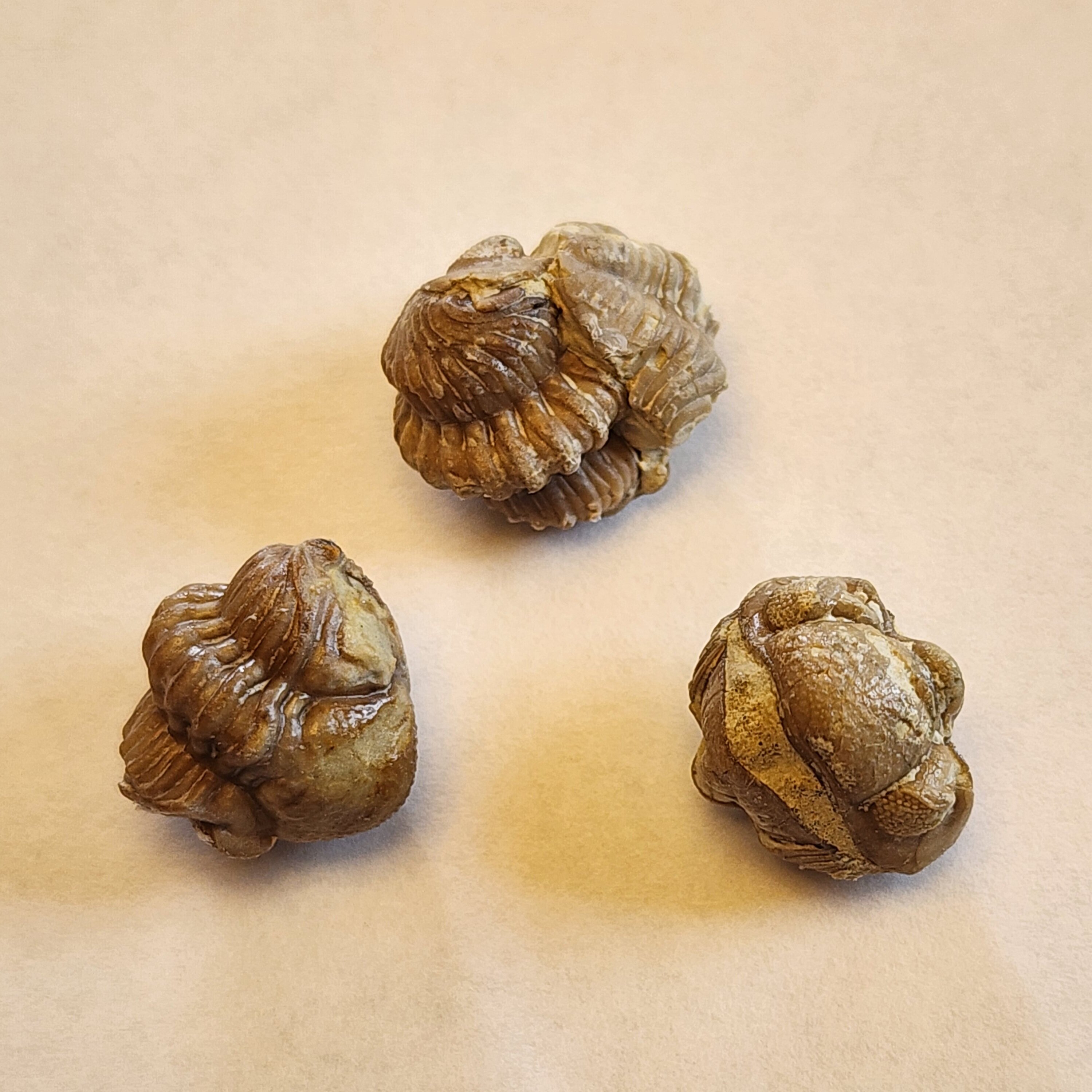 Some Devonian fossils - General Fossil Discussion - The Fossil Forum