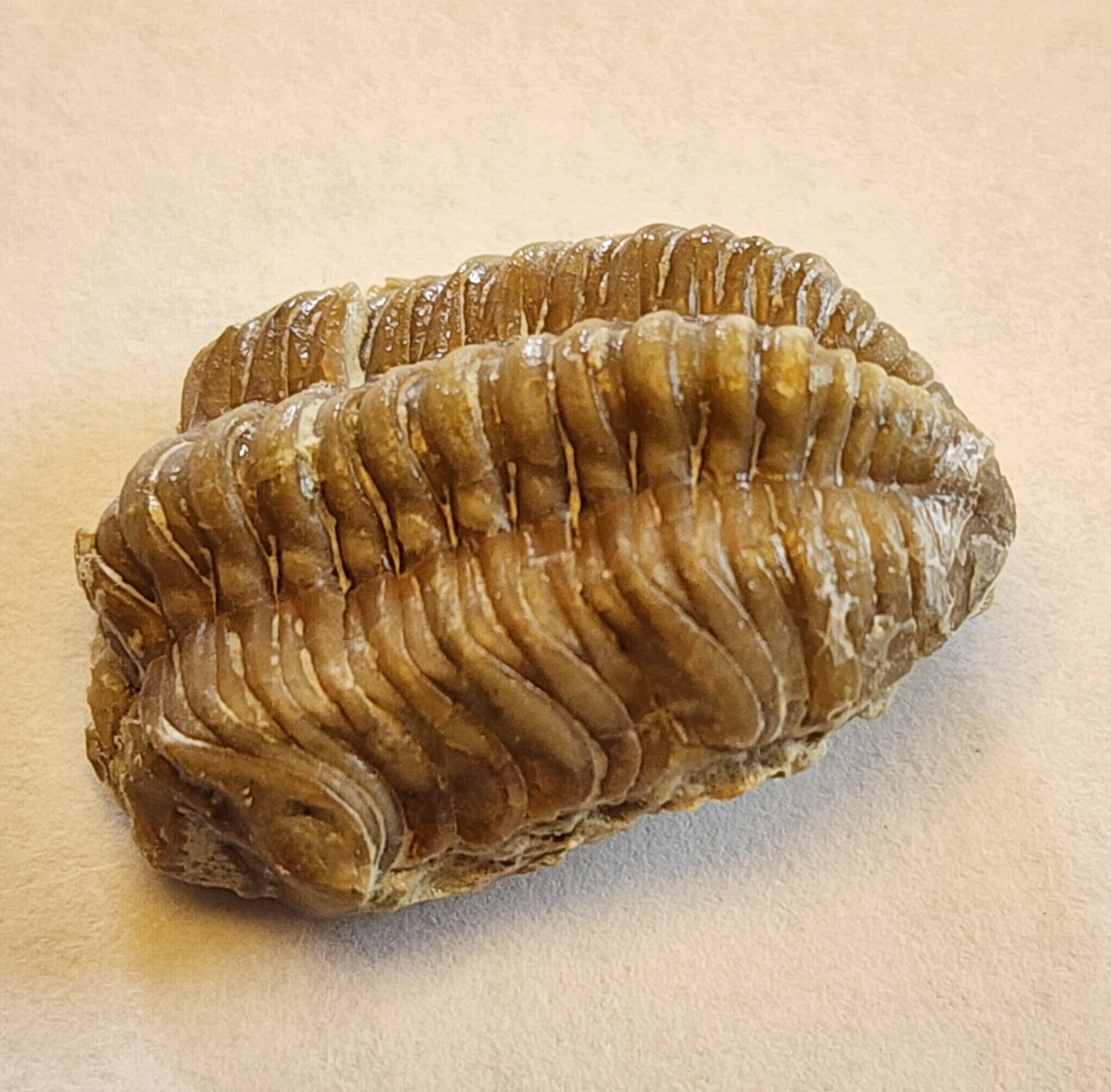 Some Devonian fossils - General Fossil Discussion - The Fossil Forum