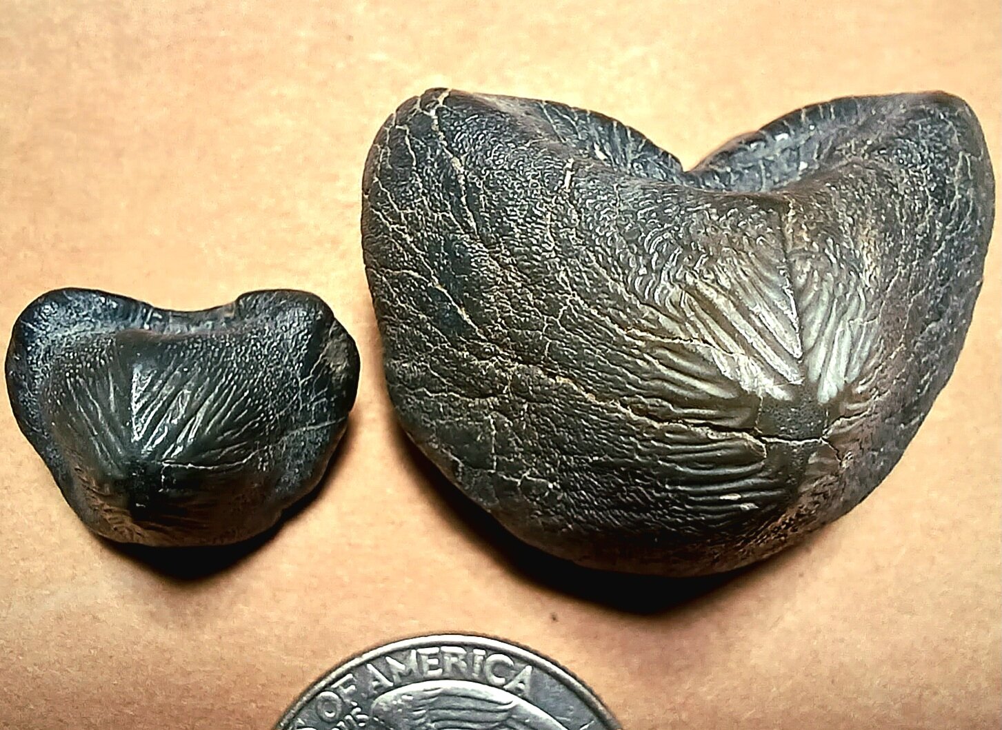 Monster Ptychodus Tooth - Fossil Hunting Trips - The Fossil Forum