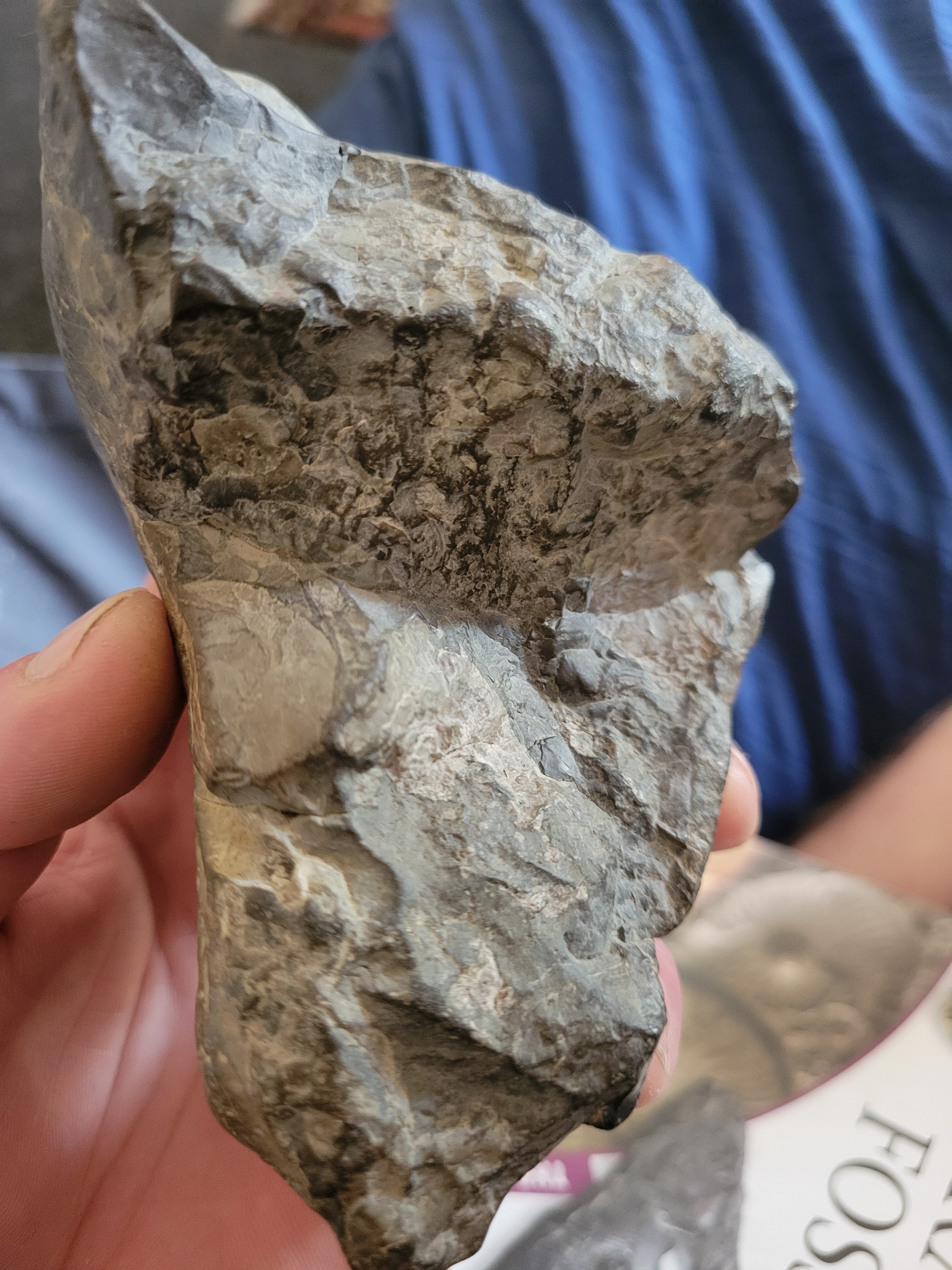 Help with id - Fossil ID - The Fossil Forum