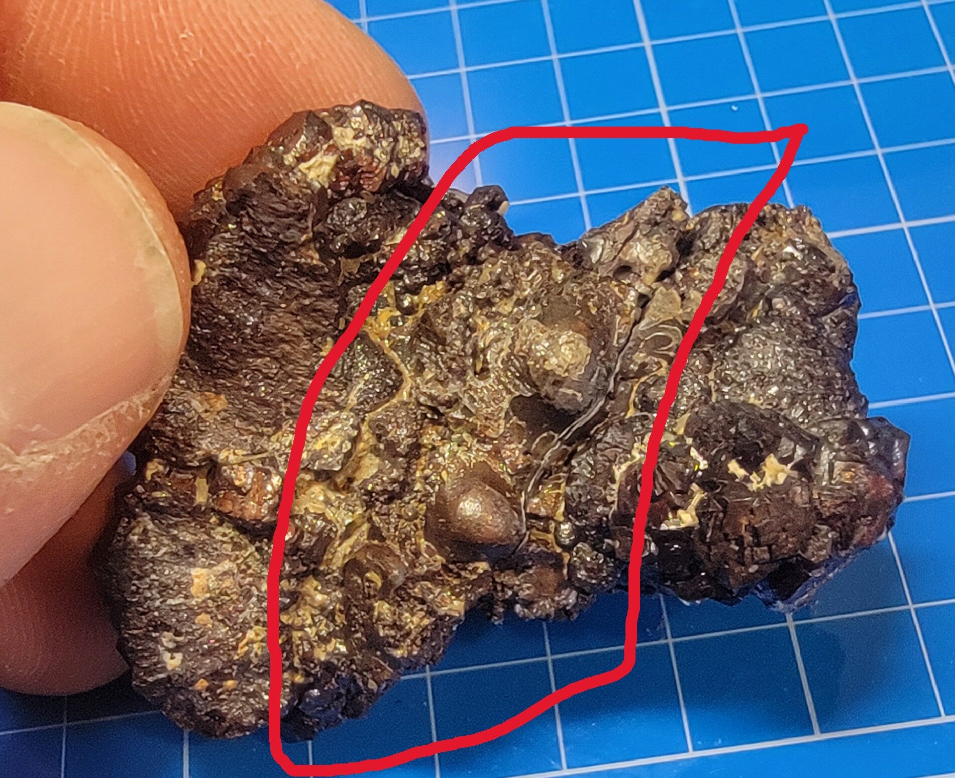 Pyritized Baculite Hunting in Colorado - Fossil Hunting Trips - The ...