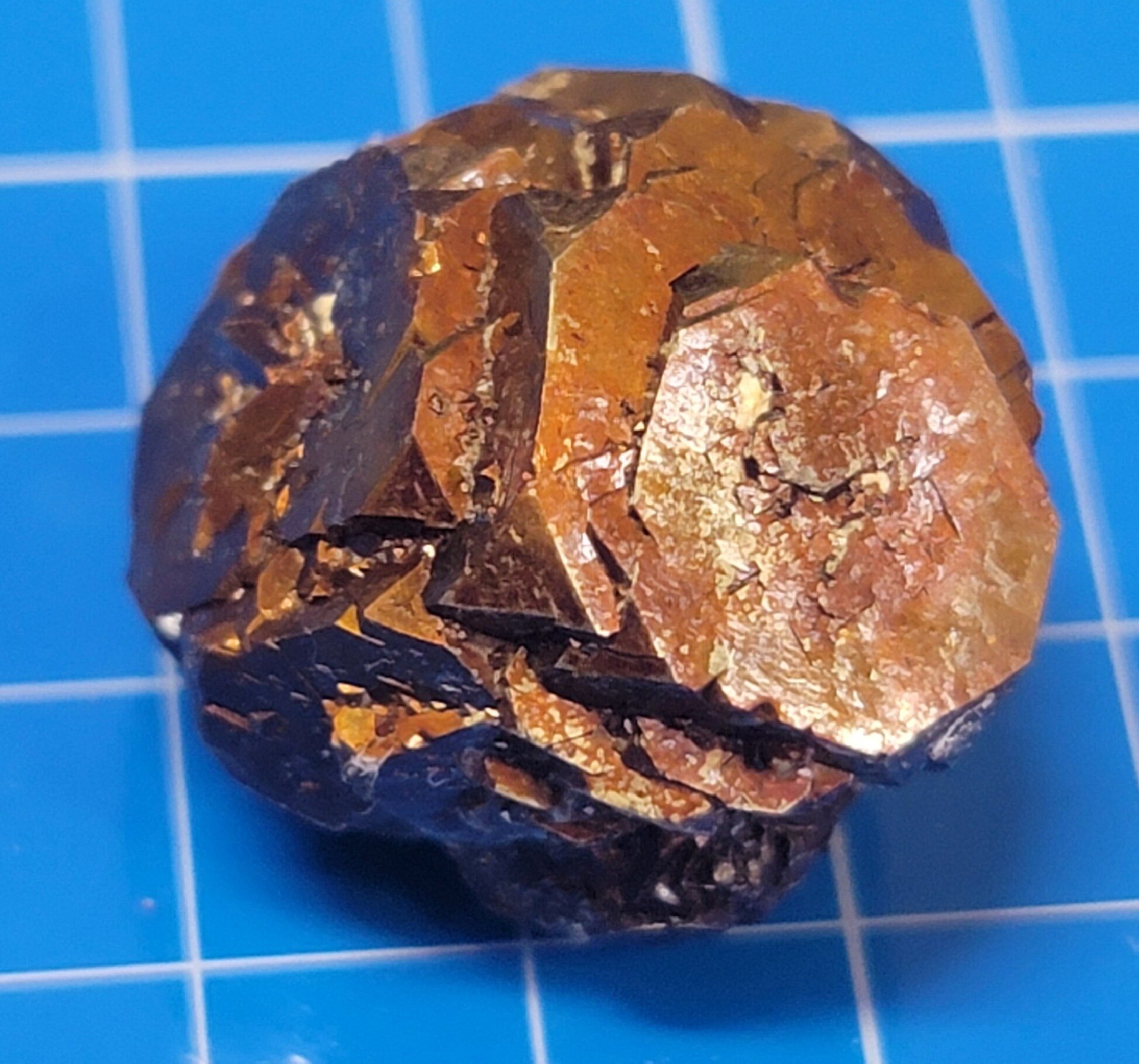 Pyritized Baculite Hunting in Colorado - Fossil Hunting Trips - The ...