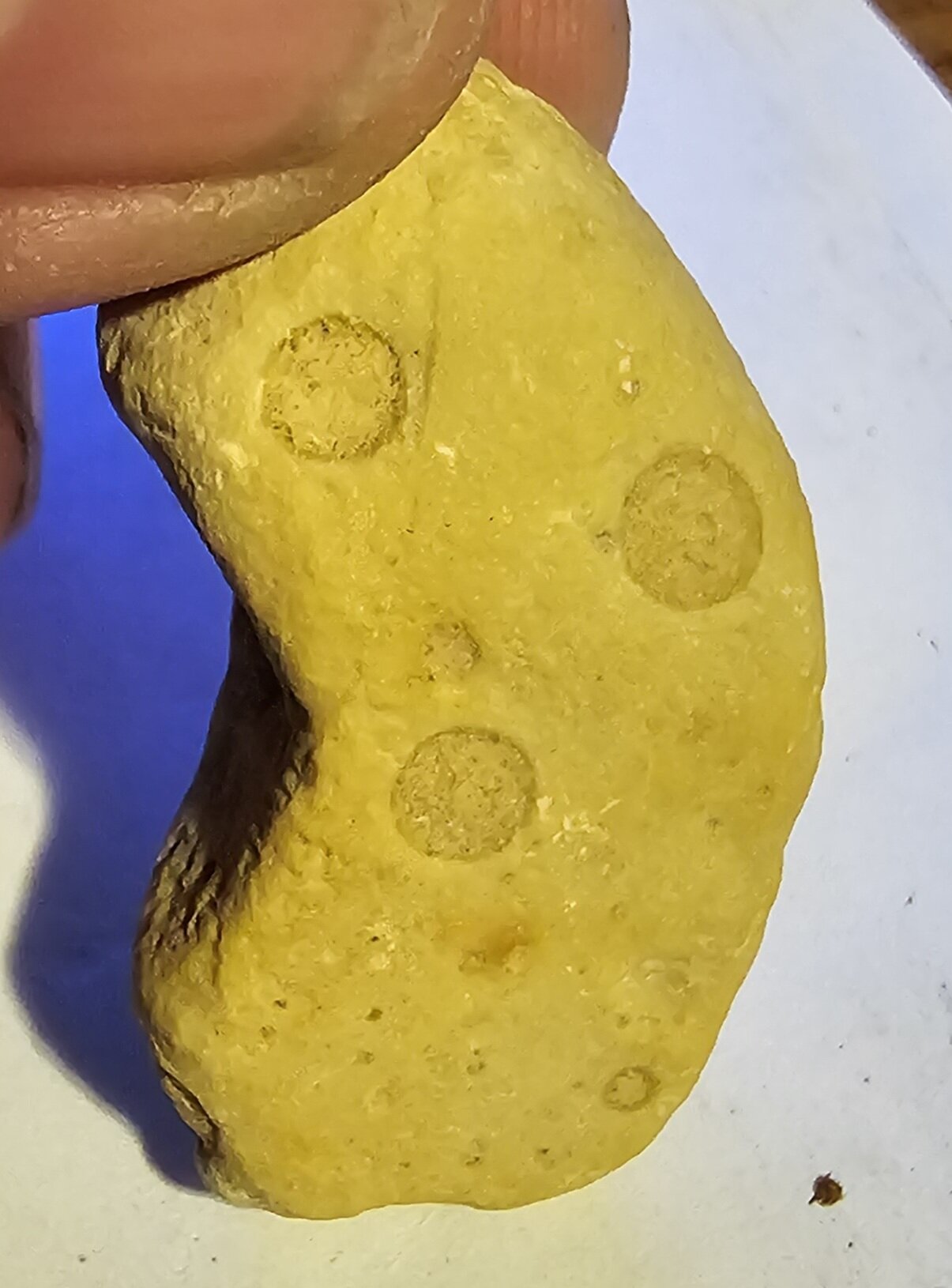 Small round indents - Fossil ID - The Fossil Forum