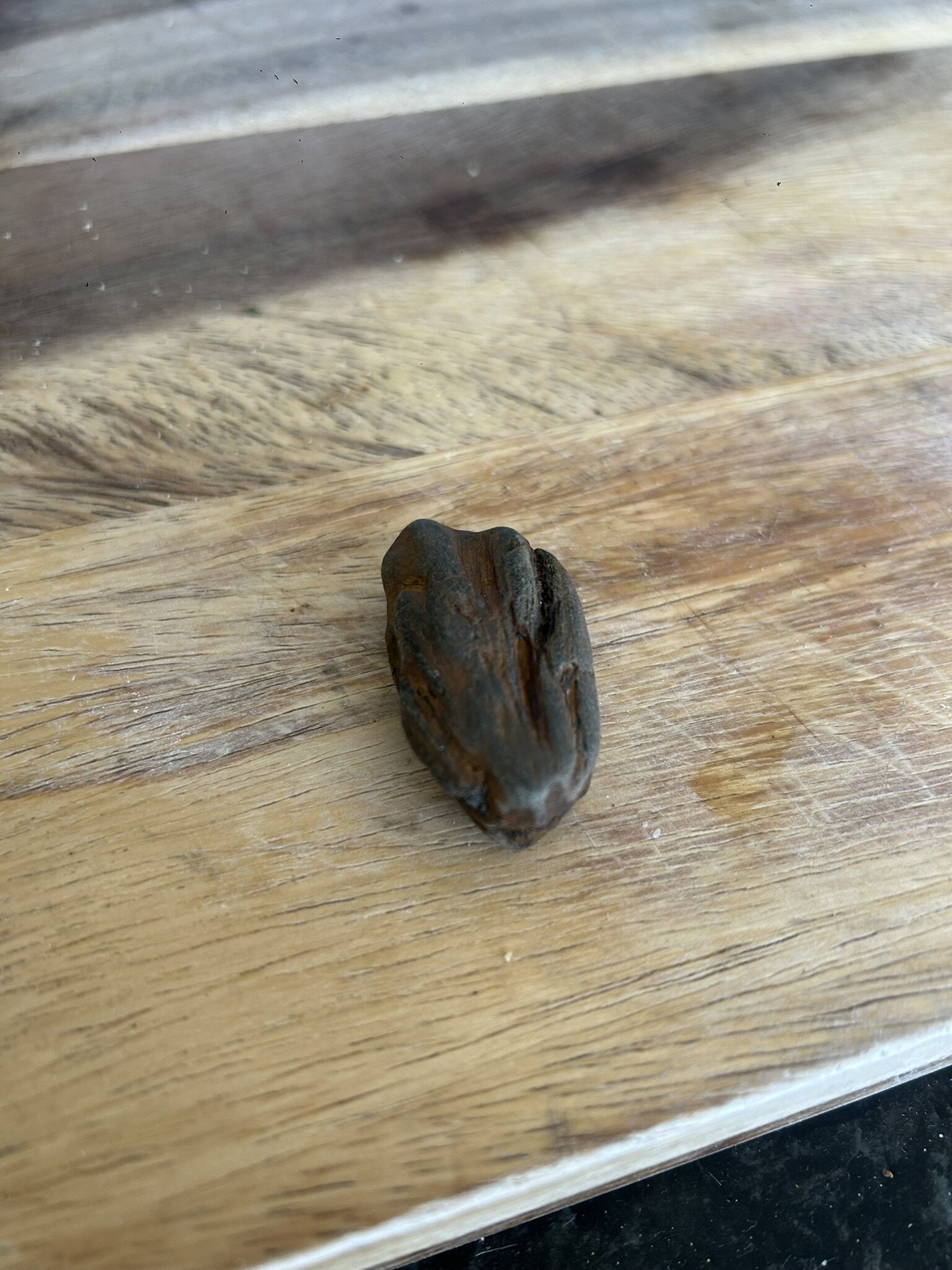 Help identifying fossil/rocks please - Fossil ID - The Fossil Forum
