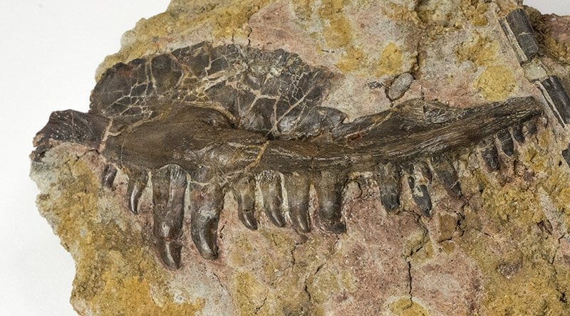 Is this Dimetrodon maxilla real? - Is It Real? How to Recognize Fossil ...