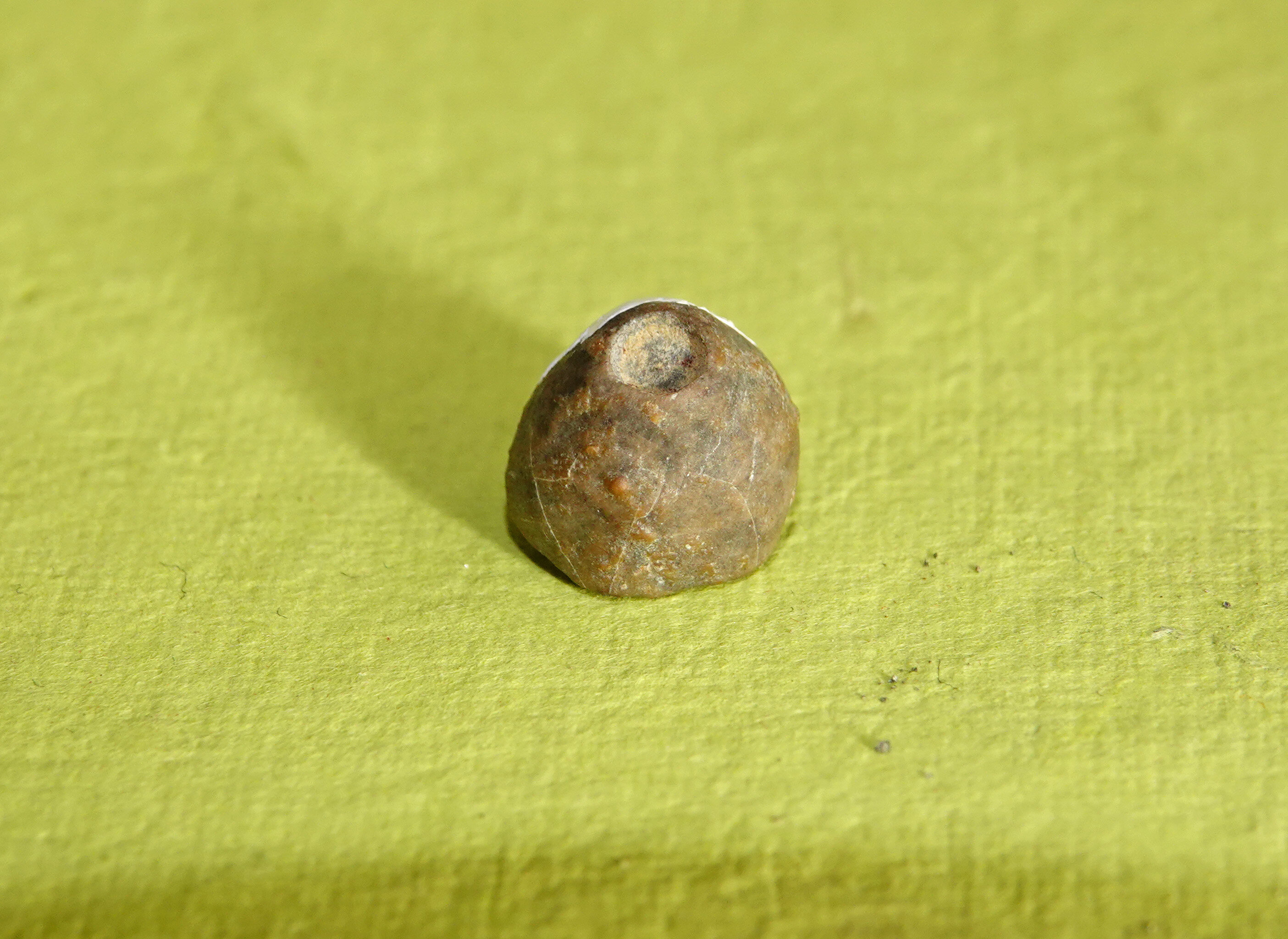 Identification - Crinoid Calyx? Blastoid? Cystoid? - Fossil ID - The ...