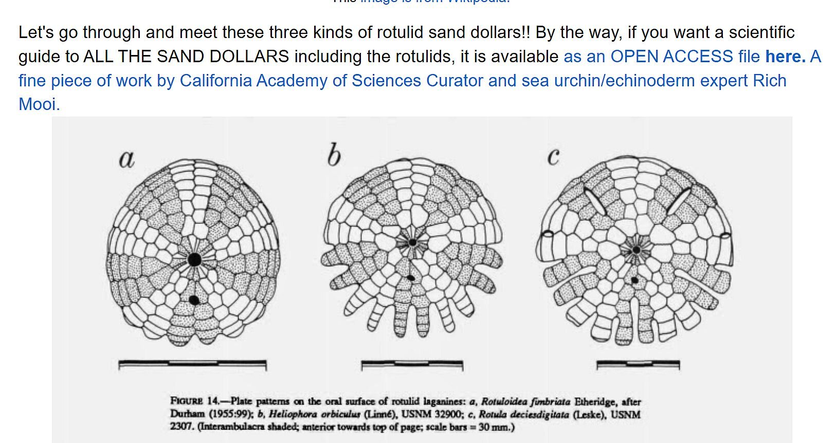 Fossil sand dollar ID - Fossil ID - The Fossil Forum