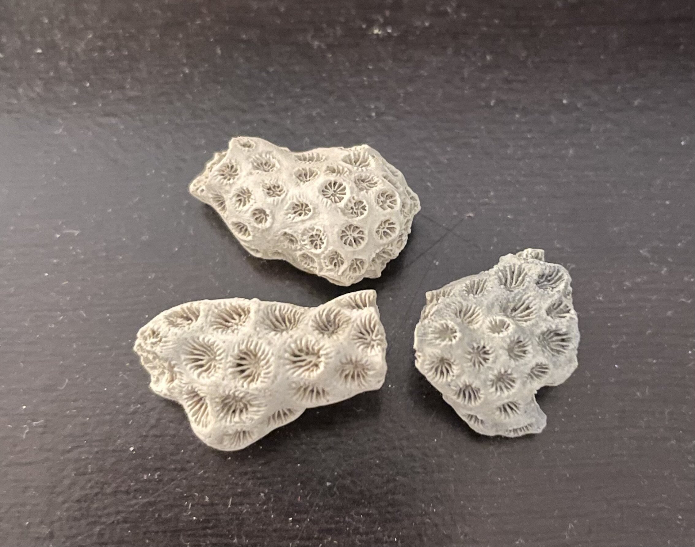 Fossil Coral Aurora NC - Fossil ID - The Fossil Forum