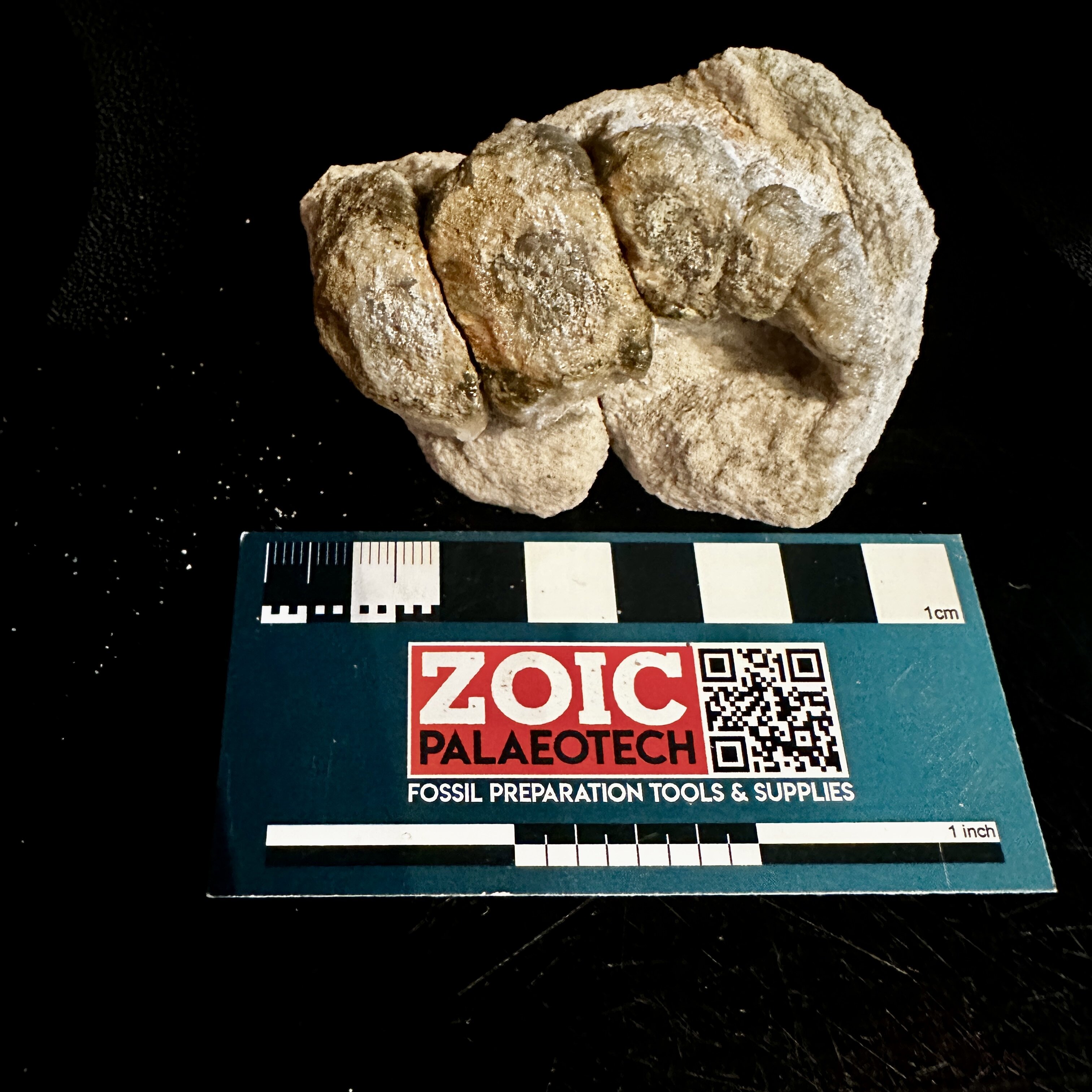 Fossil mountain Utah - Fossil ID - The Fossil Forum