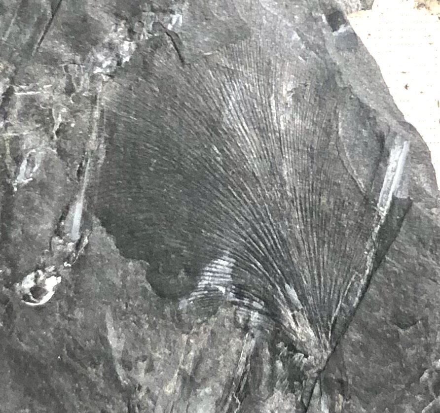 Centralia Seed Fern - Fossil ID - The Fossil Forum