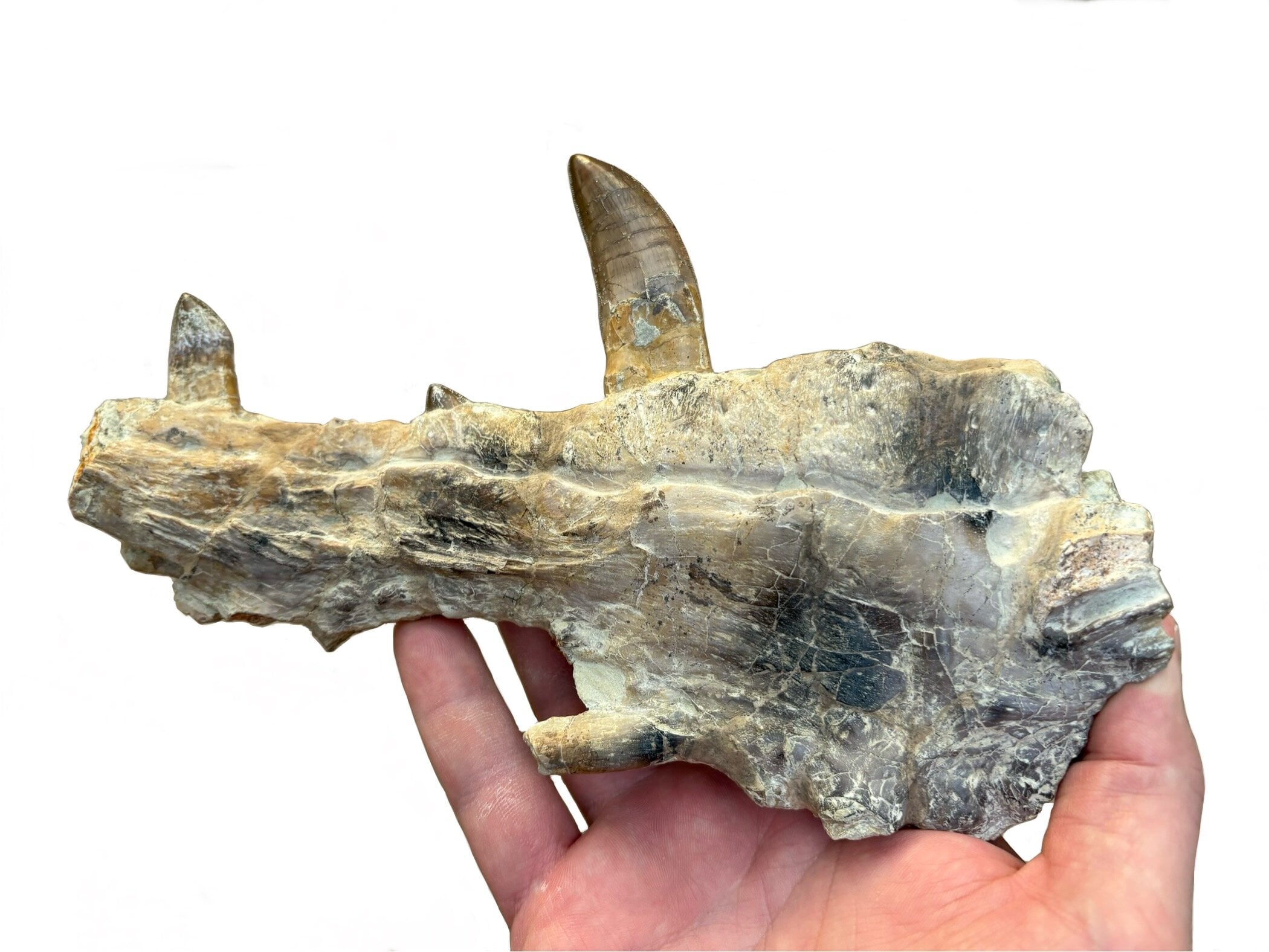 Bull Canyon Formation - Member Collections - The Fossil Forum