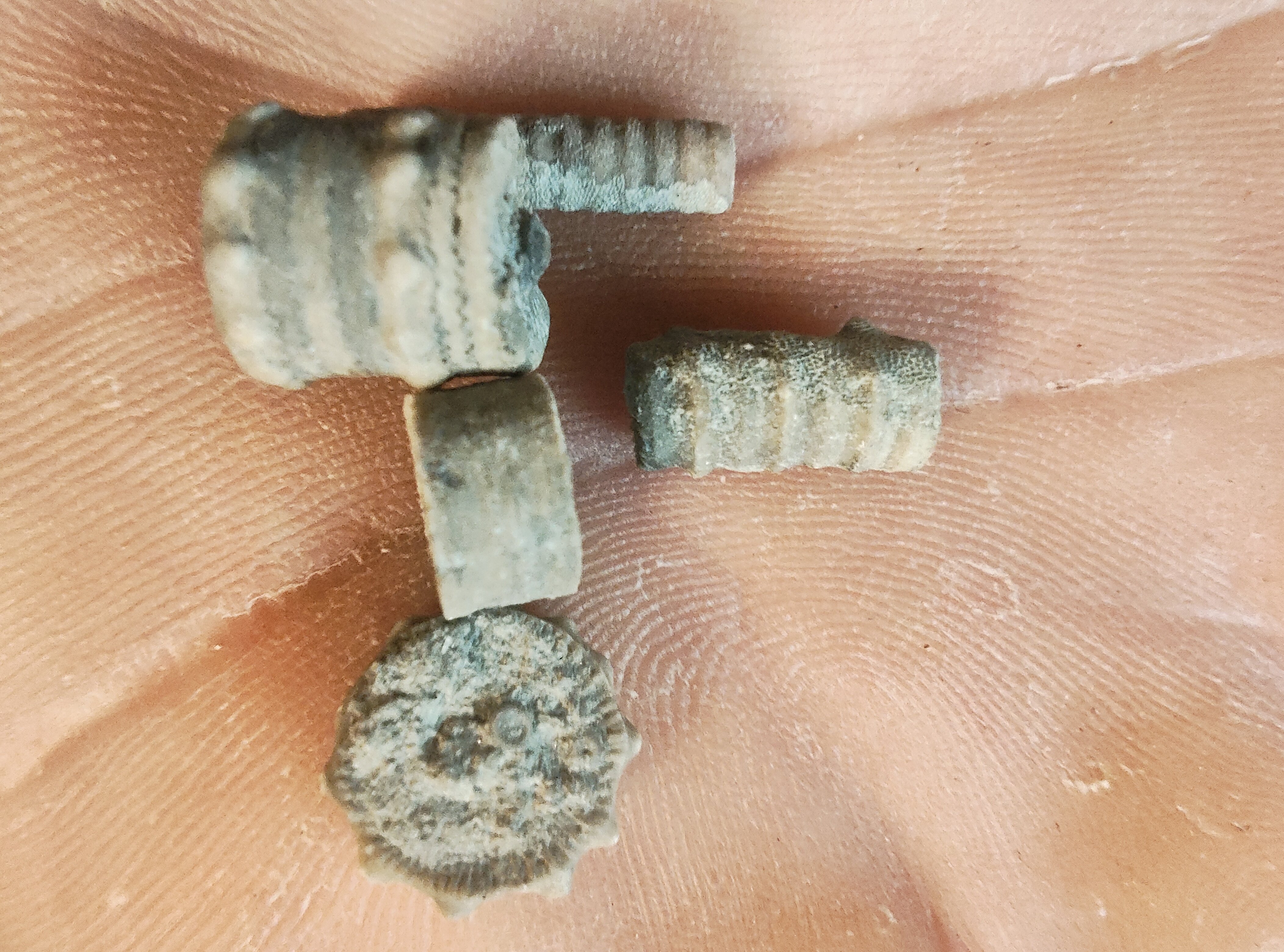 Crinoids and/or Blastoids? - Fossil ID - The Fossil Forum